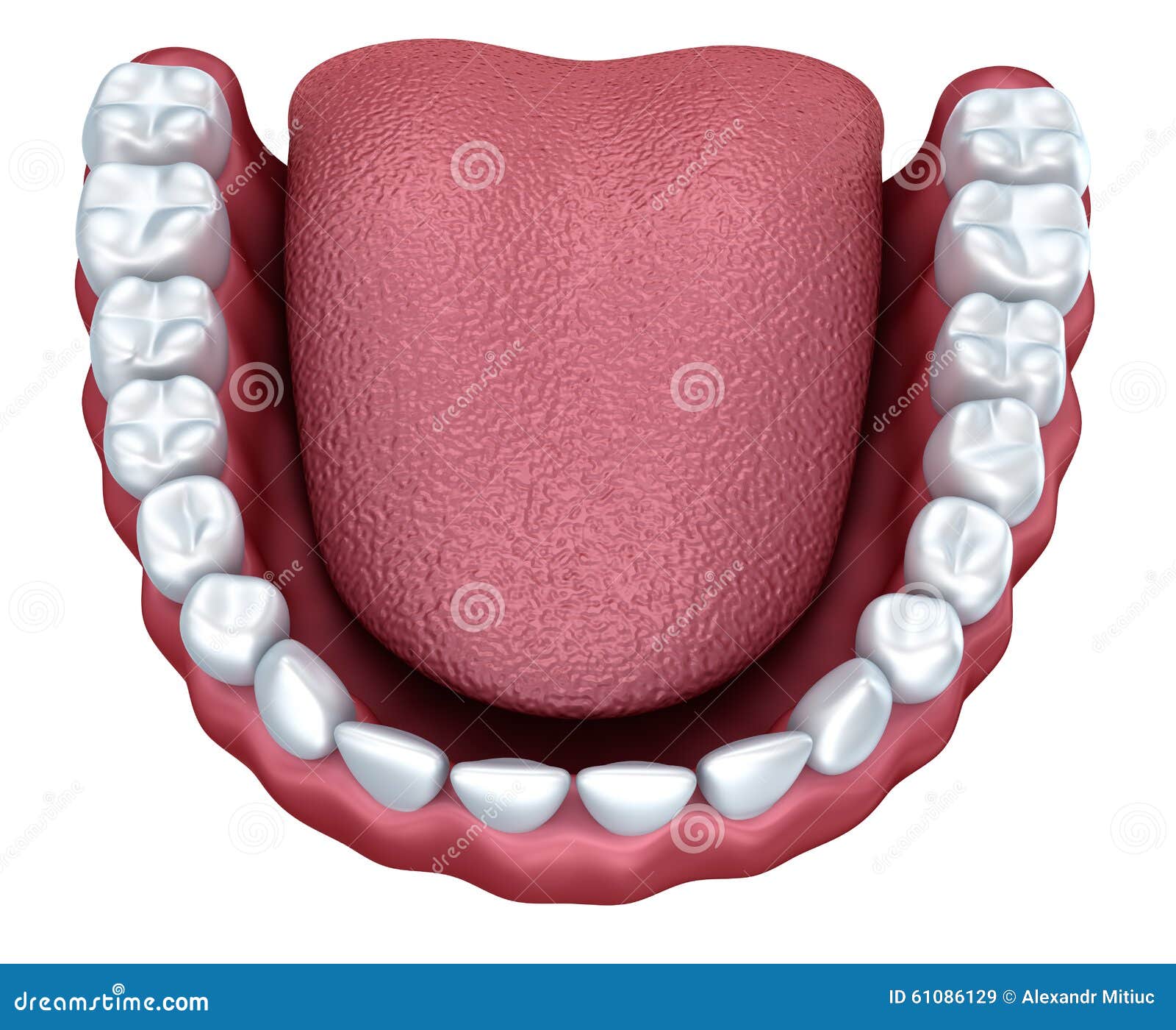Menselijk Geïsoleerd Gebit 3D Beeld, Stock Illustratie - Illustration ...