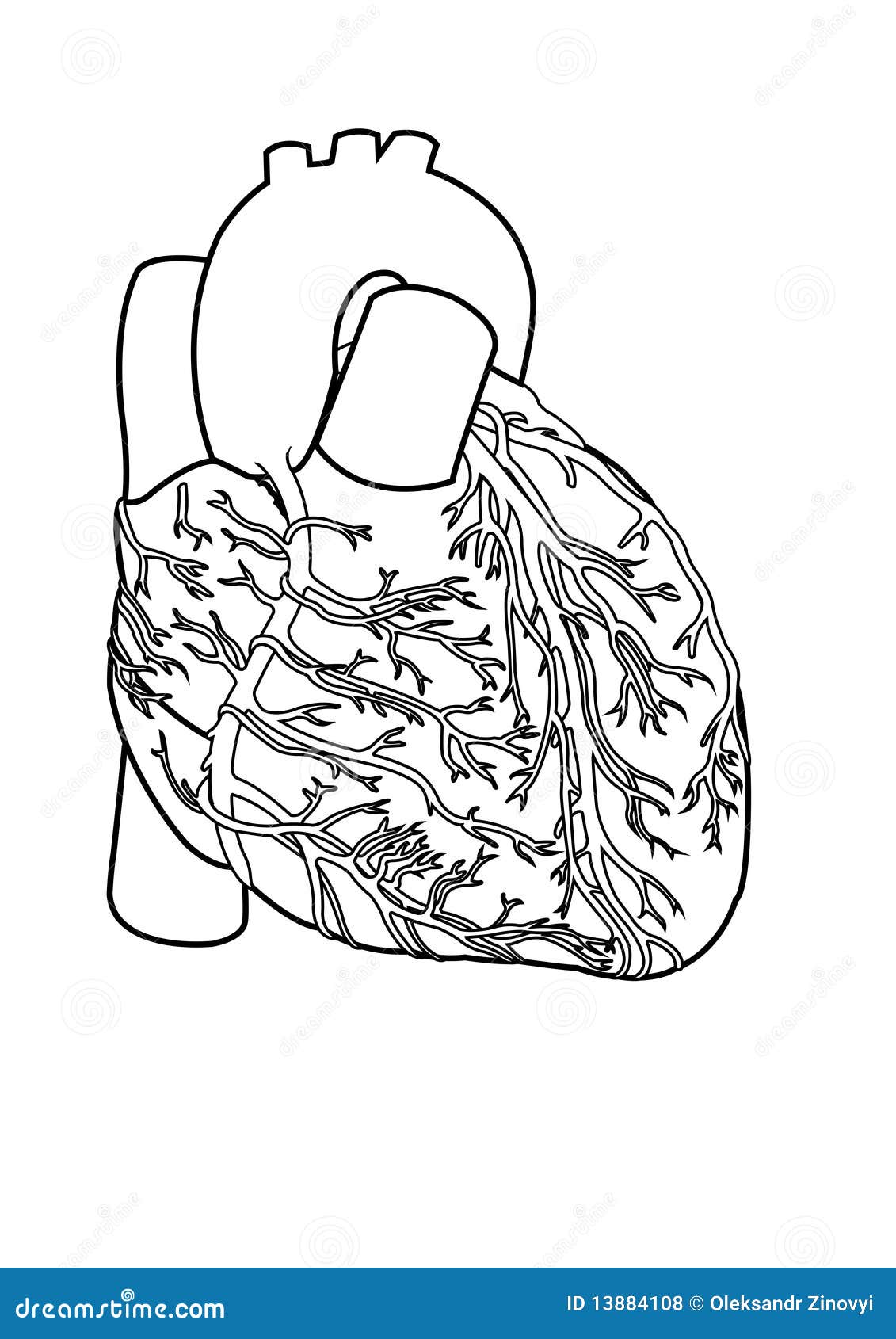 Menselijk hart vector illustratie. Illustration of cardiologie - 13884108