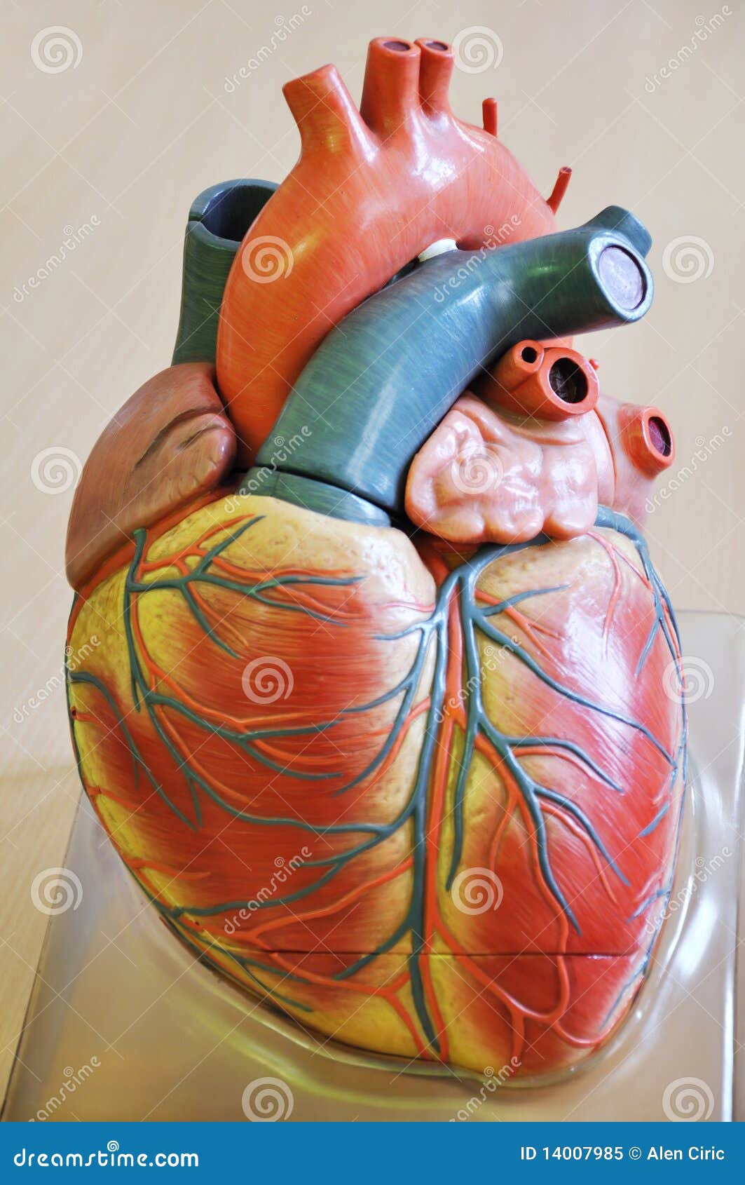 Menselijk hart stock afbeelding. Image of cardiologie - 14007985