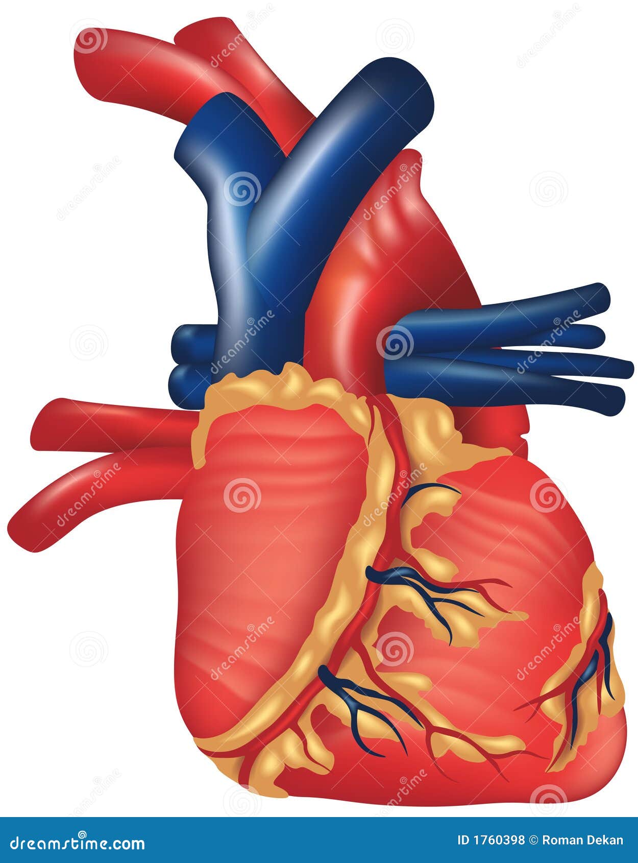 Menselijk Hart vector illustratie. Illustration of systeem - 1760398