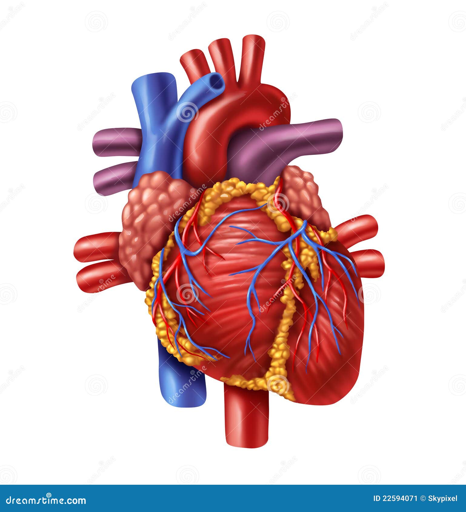 Menselijk Hart stock illustratie. Afbeelding bestaande uit zorg - 22594071