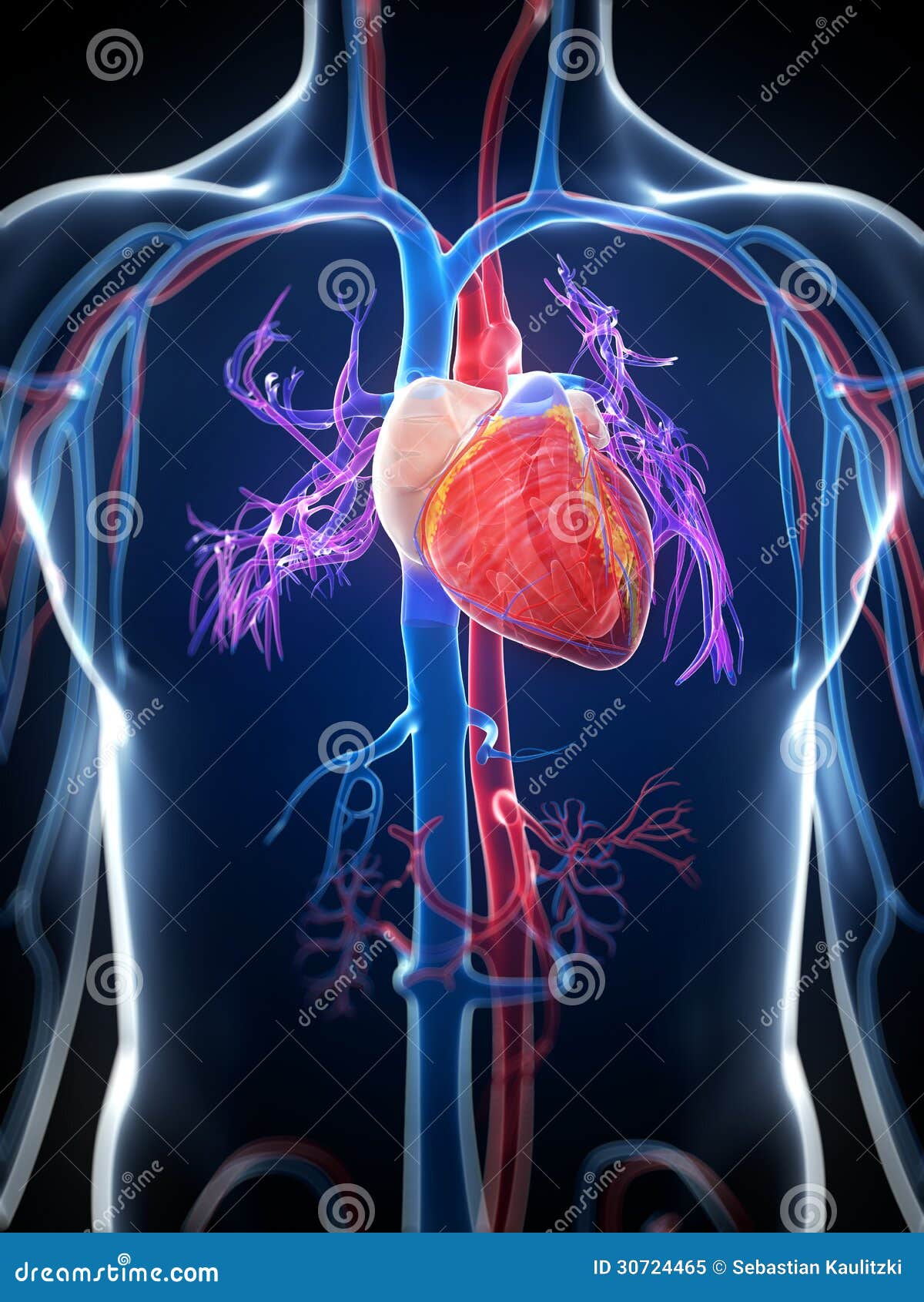 Menselijk hart stock illustratie. Illustration of negatief - 30724465