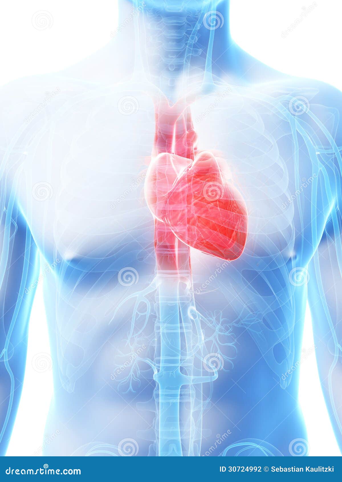 Menselijk hart stock illustratie. Illustration of menselijk - 30724992