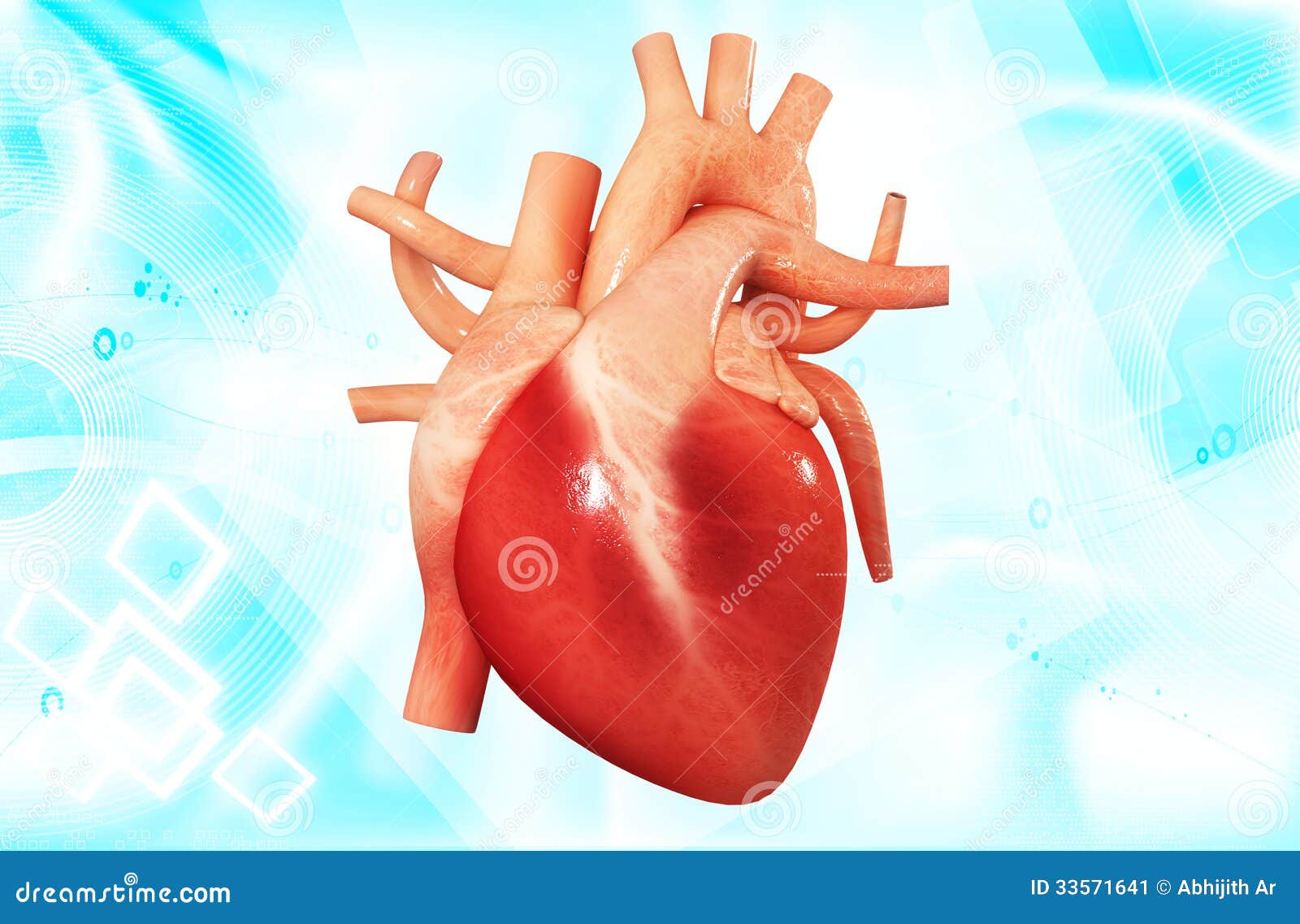 Menselijk hart stock illustratie. Illustration of test - 33571641