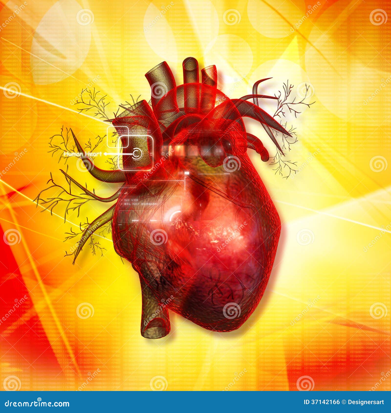 Menselijk hart stock illustratie. Illustration of lichaam - 37142166