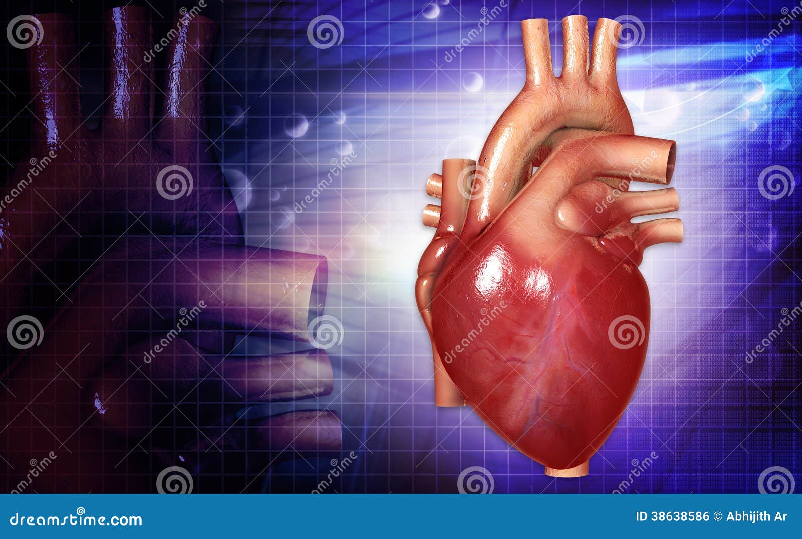 Menselijk hart stock foto. Image of anatomie, onderwijs - 38638586