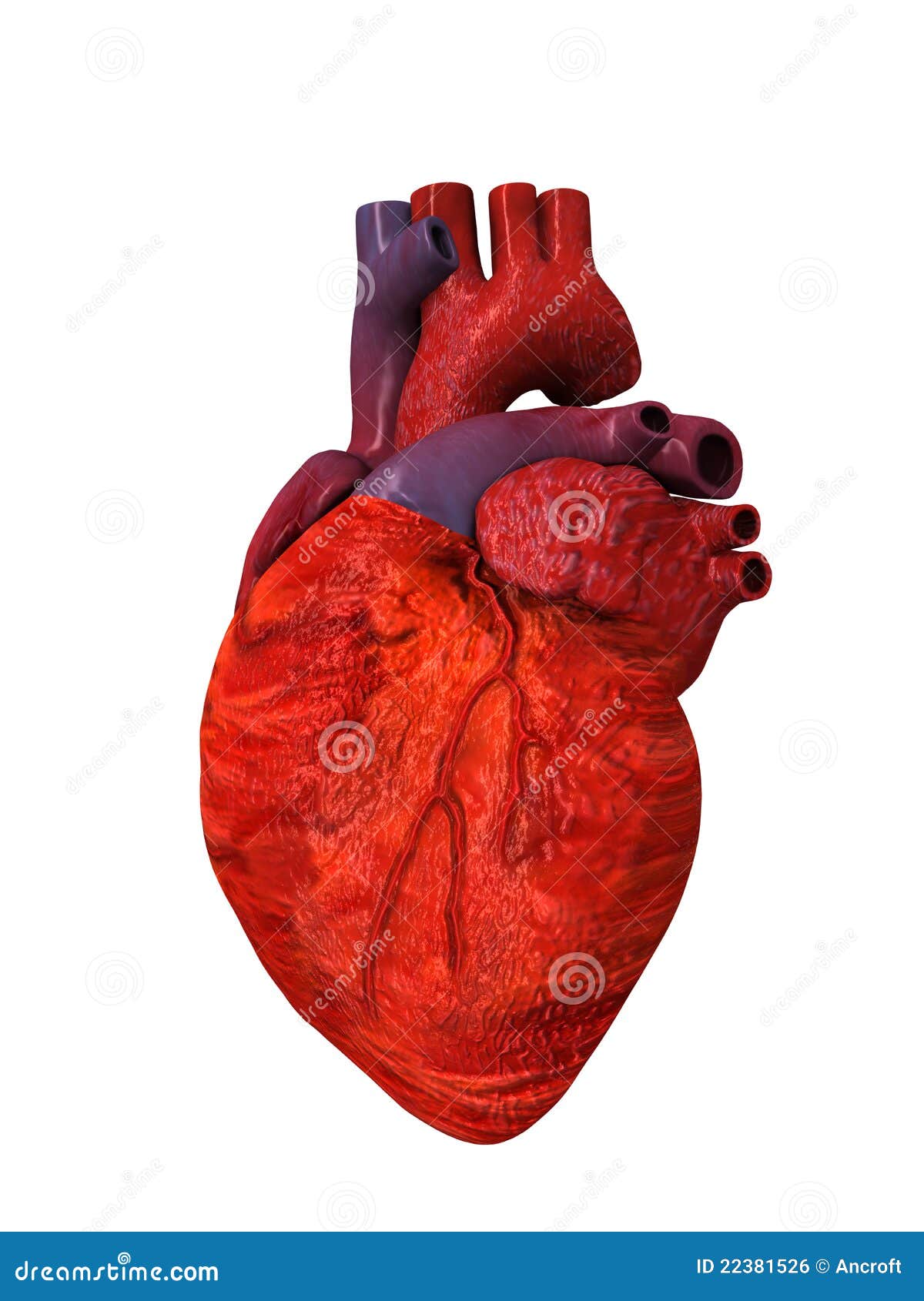 Menselijk Hart 3D Anderen Kant Stock Illustratie - Illustration of ...