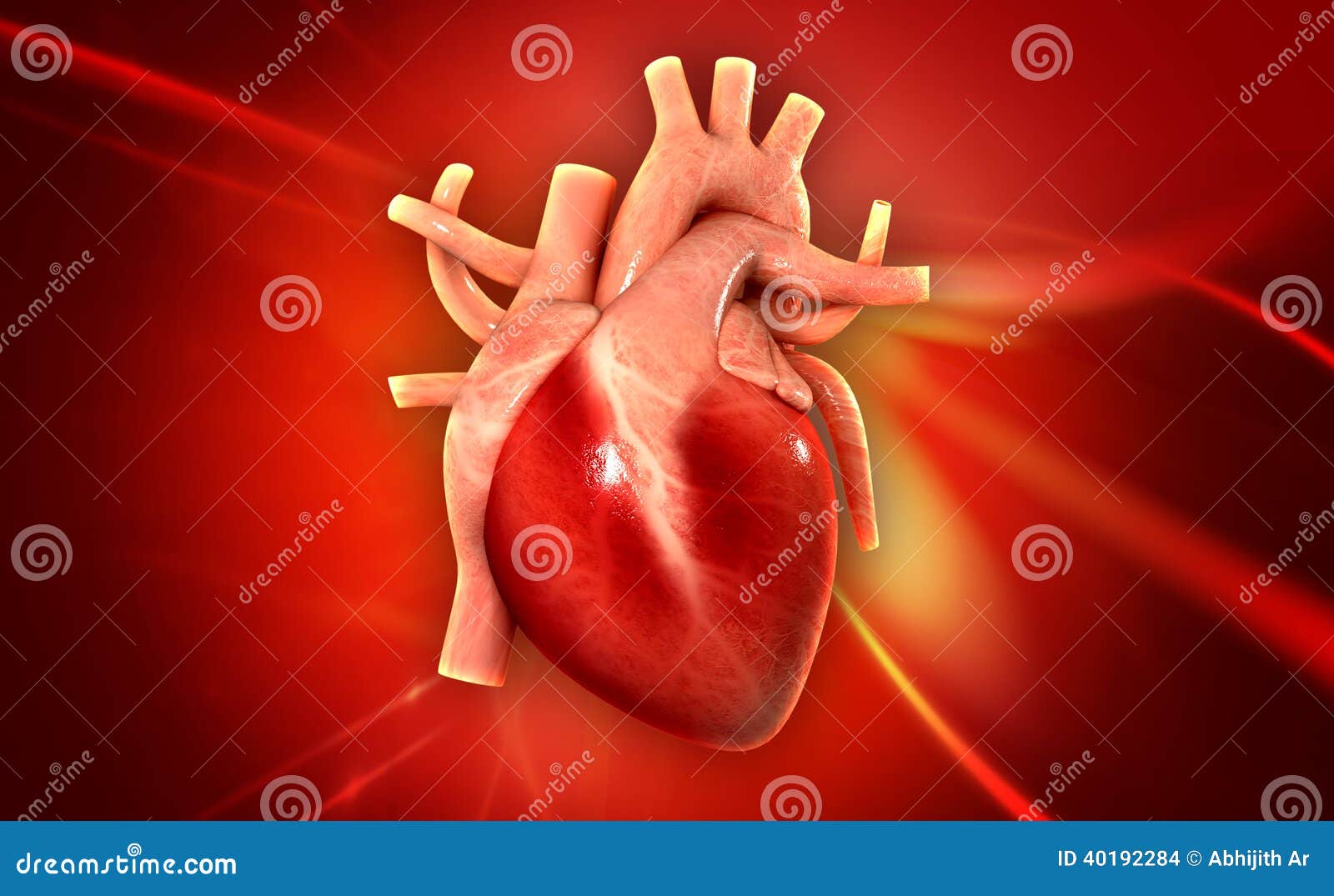 Menselijk hart stock illustratie. Illustration of hartslag - 40192284