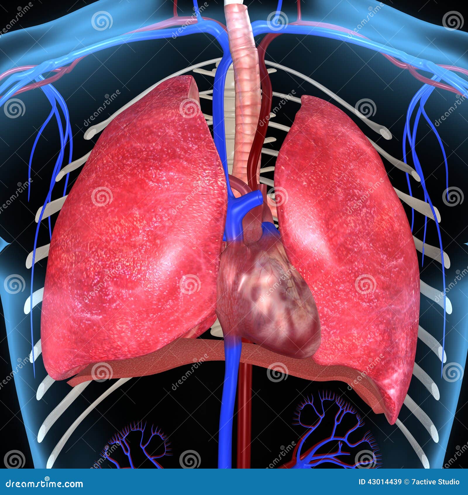 Menselijk hart stock illustratie. Illustration of gezond - 43014439