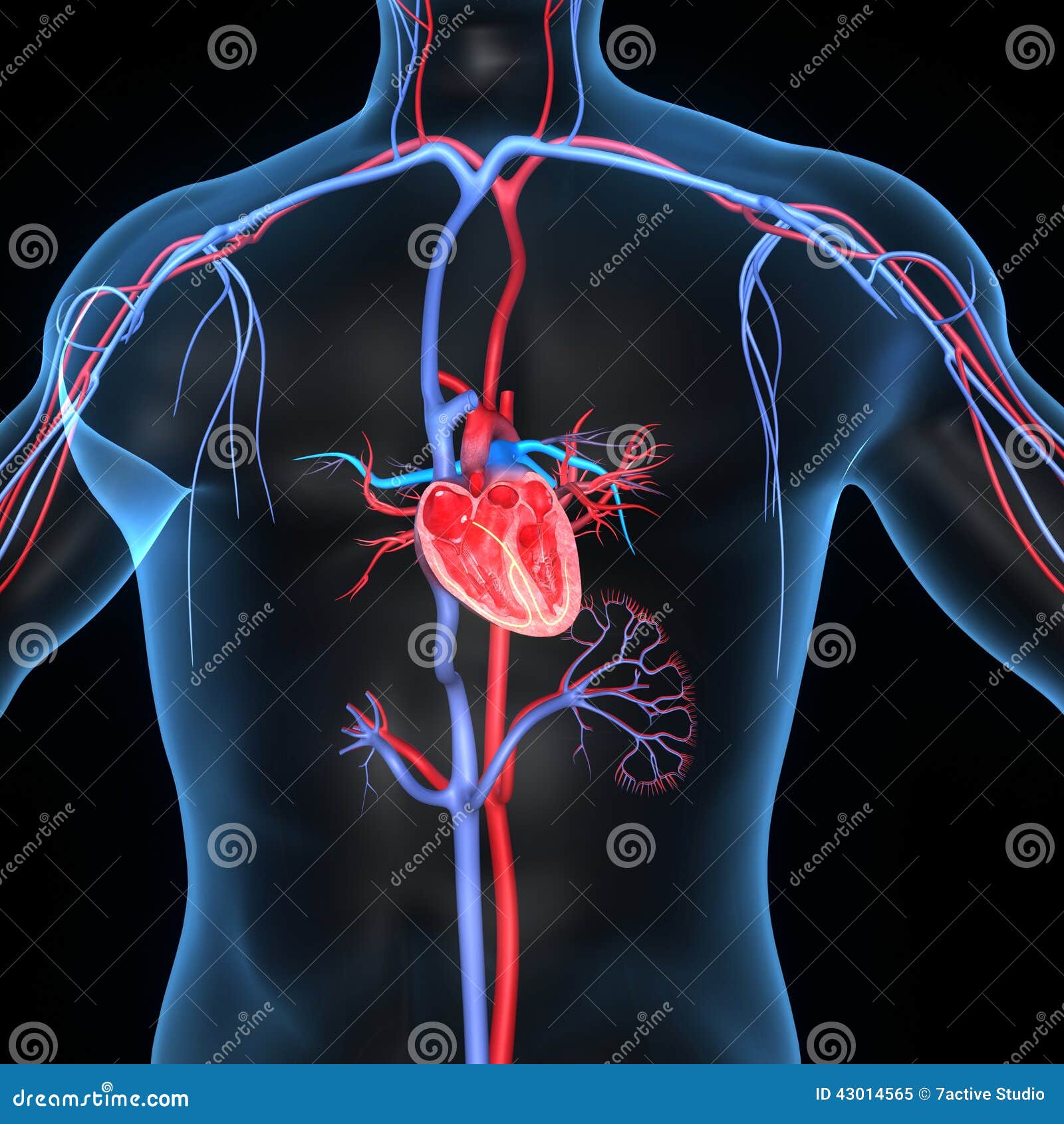 Menselijk hart stock illustratie. Illustration of geïsoleerd - 43014565
