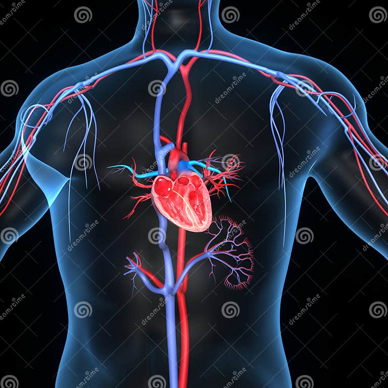 Menselijk hart stock illustratie. Illustration of geïsoleerd - 43014565