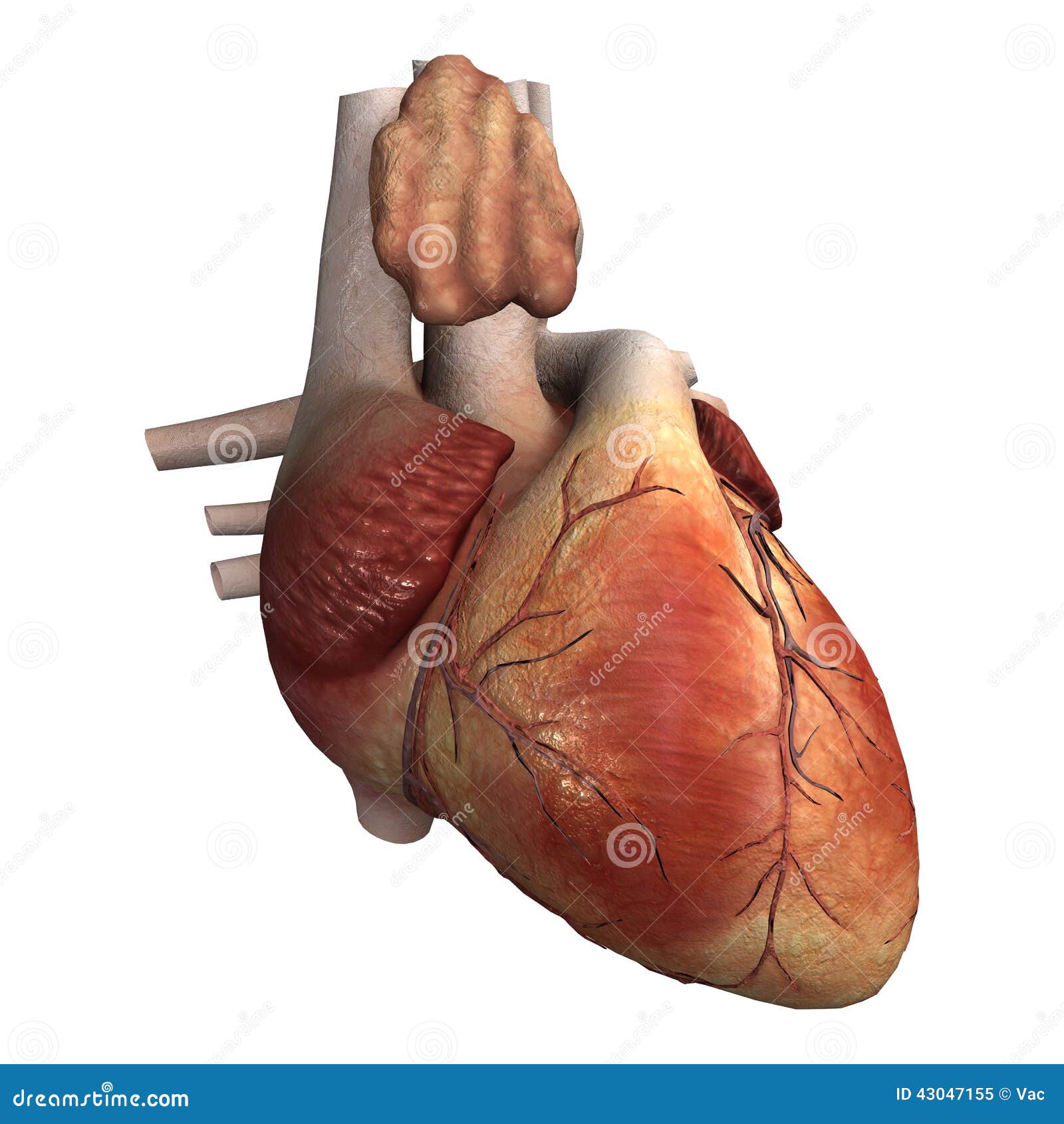 Menselijk hart stock illustratie. Illustration of menselijk - 43047155
