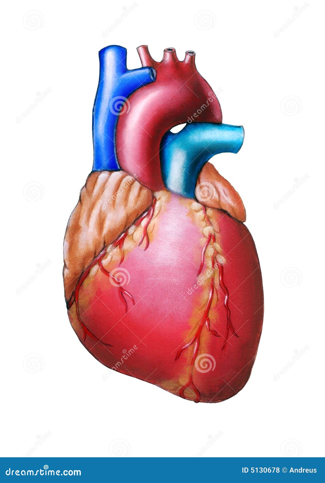 Menselijk hart stock illustratie. Illustration of fysiek - 5130678