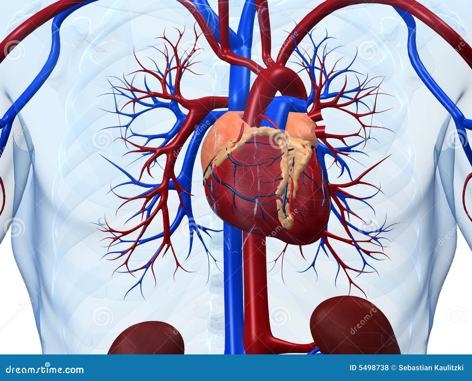 Menselijk hart stock illustratie. Illustration of biologie - 5498738