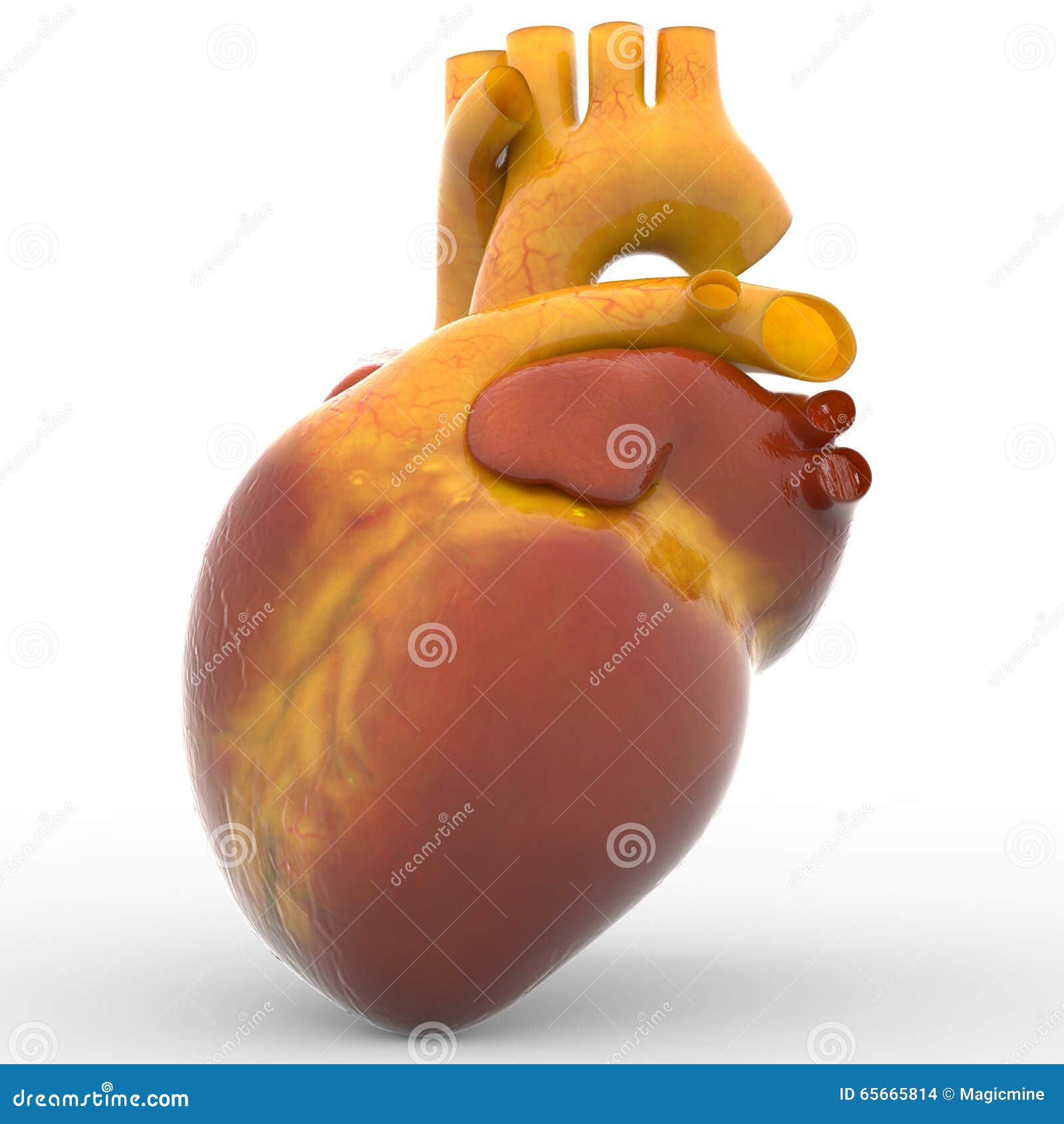 Menselijk hart stock illustratie. Illustration of hartslag - 65665814