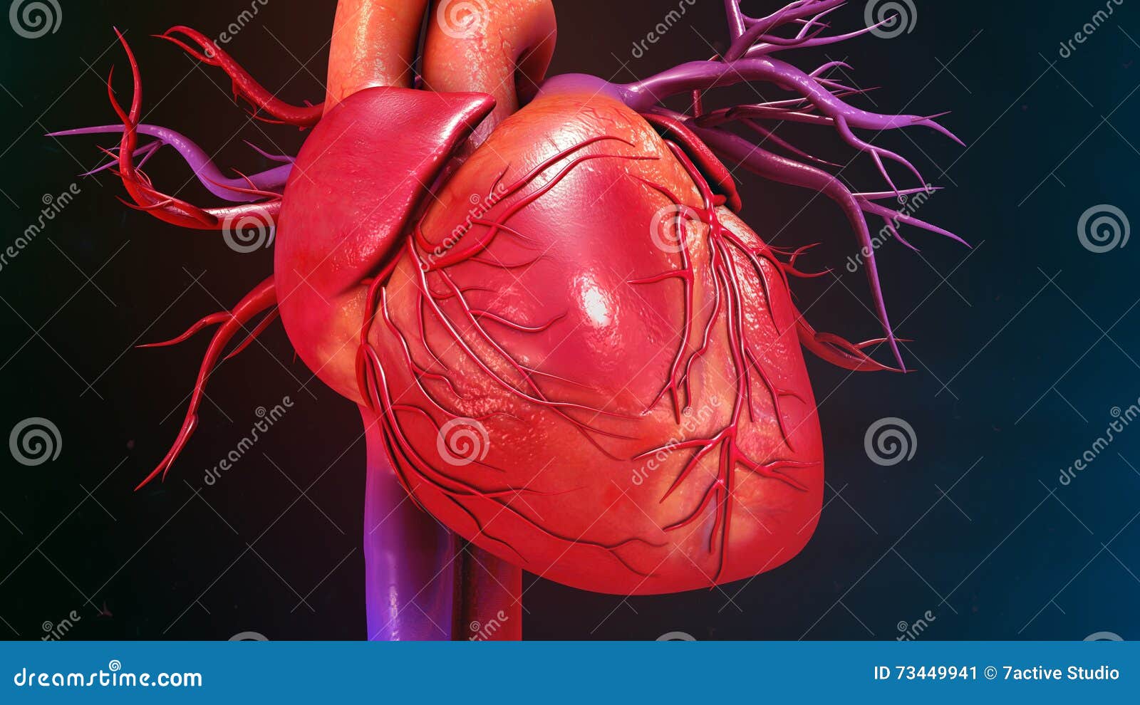 Menselijk hart stock afbeelding. Image of weefsel, diepgeworteld - 73449941