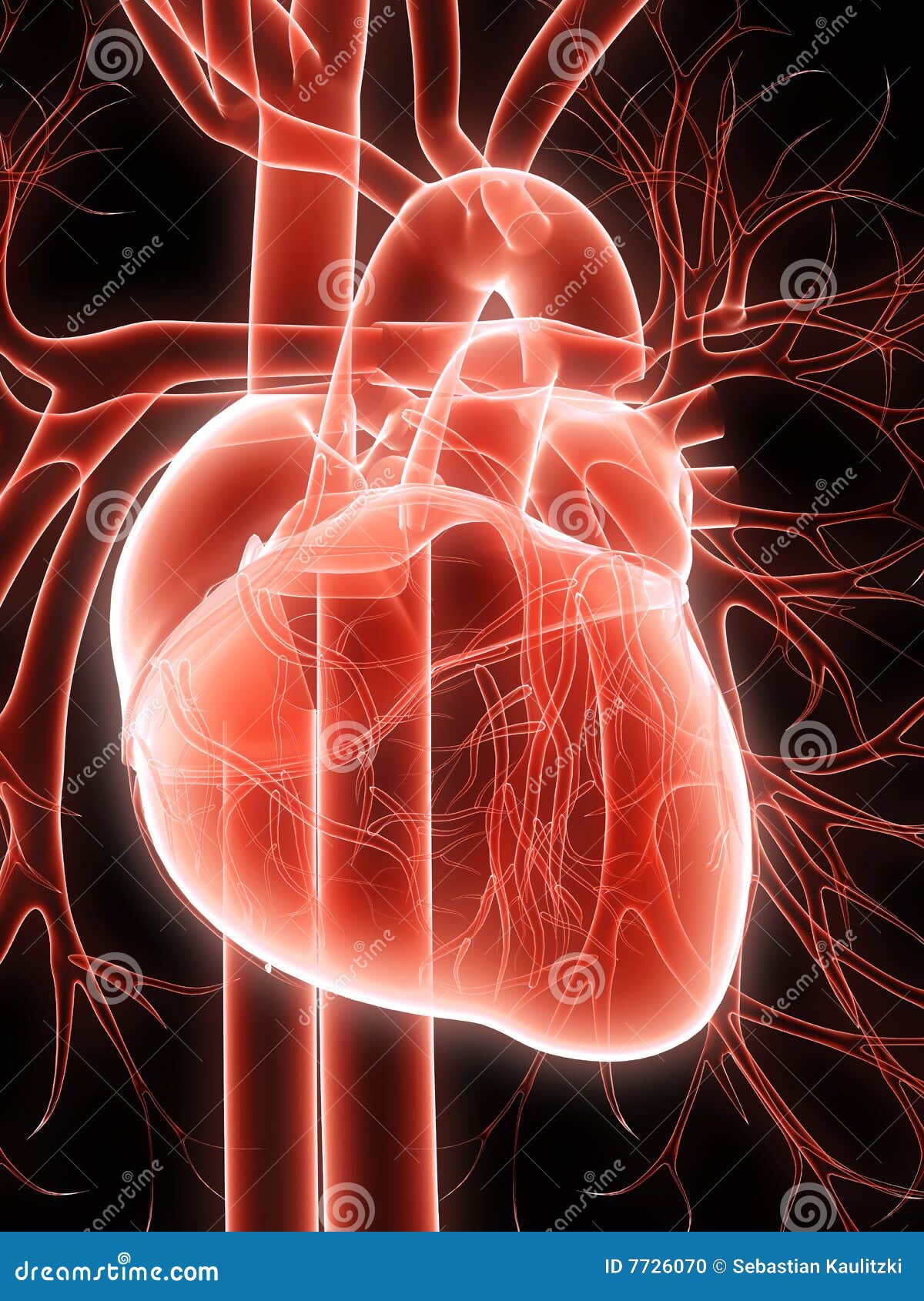 Menselijk hart stock illustratie. Illustration of impuls - 7726070