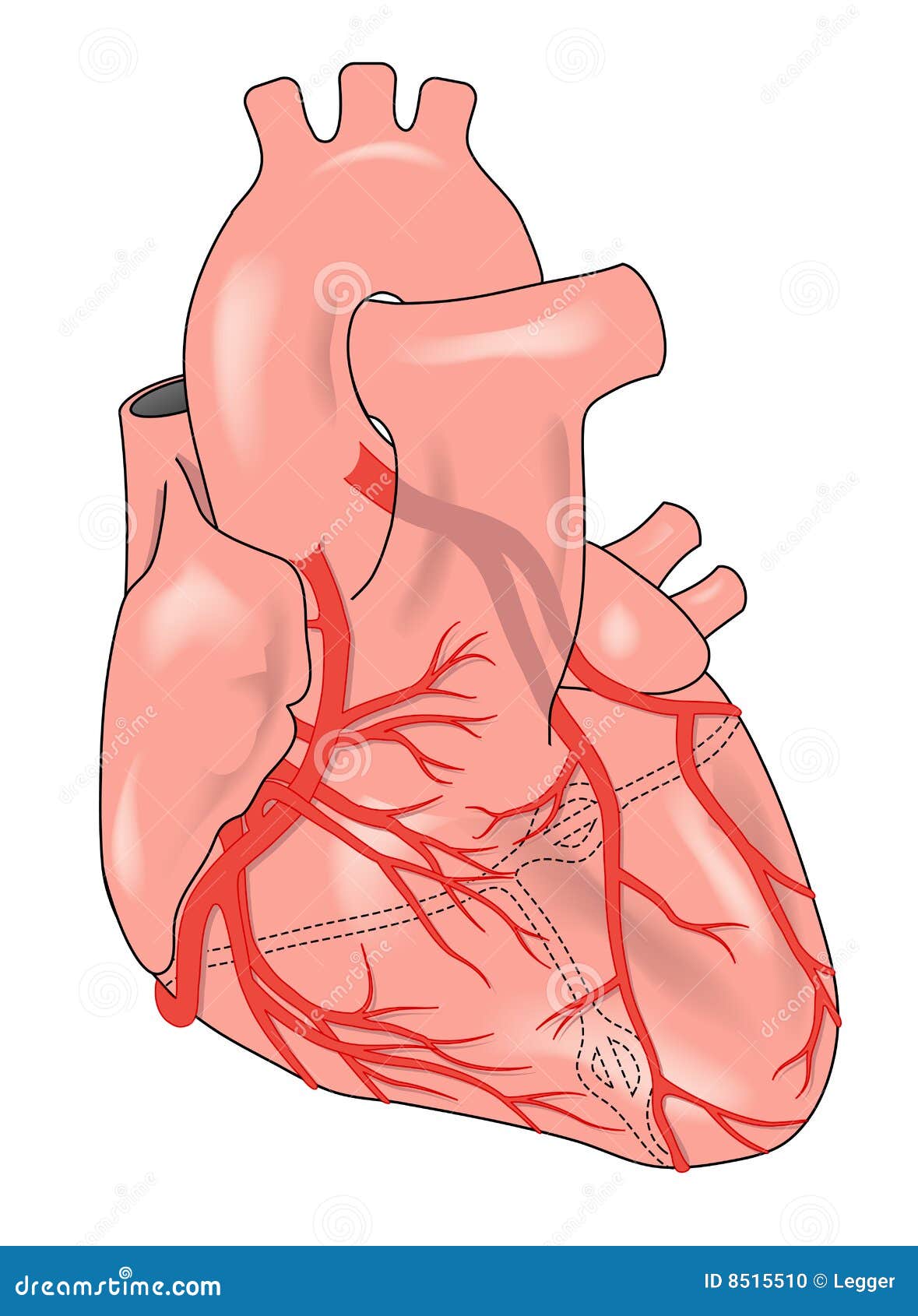 Menselijk Hart vector illustratie. Illustration of aanval - 8515510