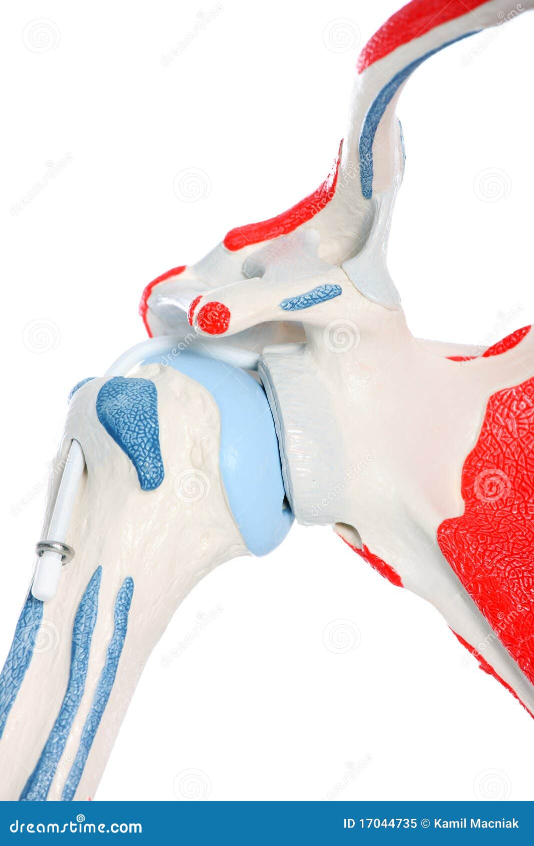 Menselijk heupbeen stock afbeelding. Image of anatomie - 17044735