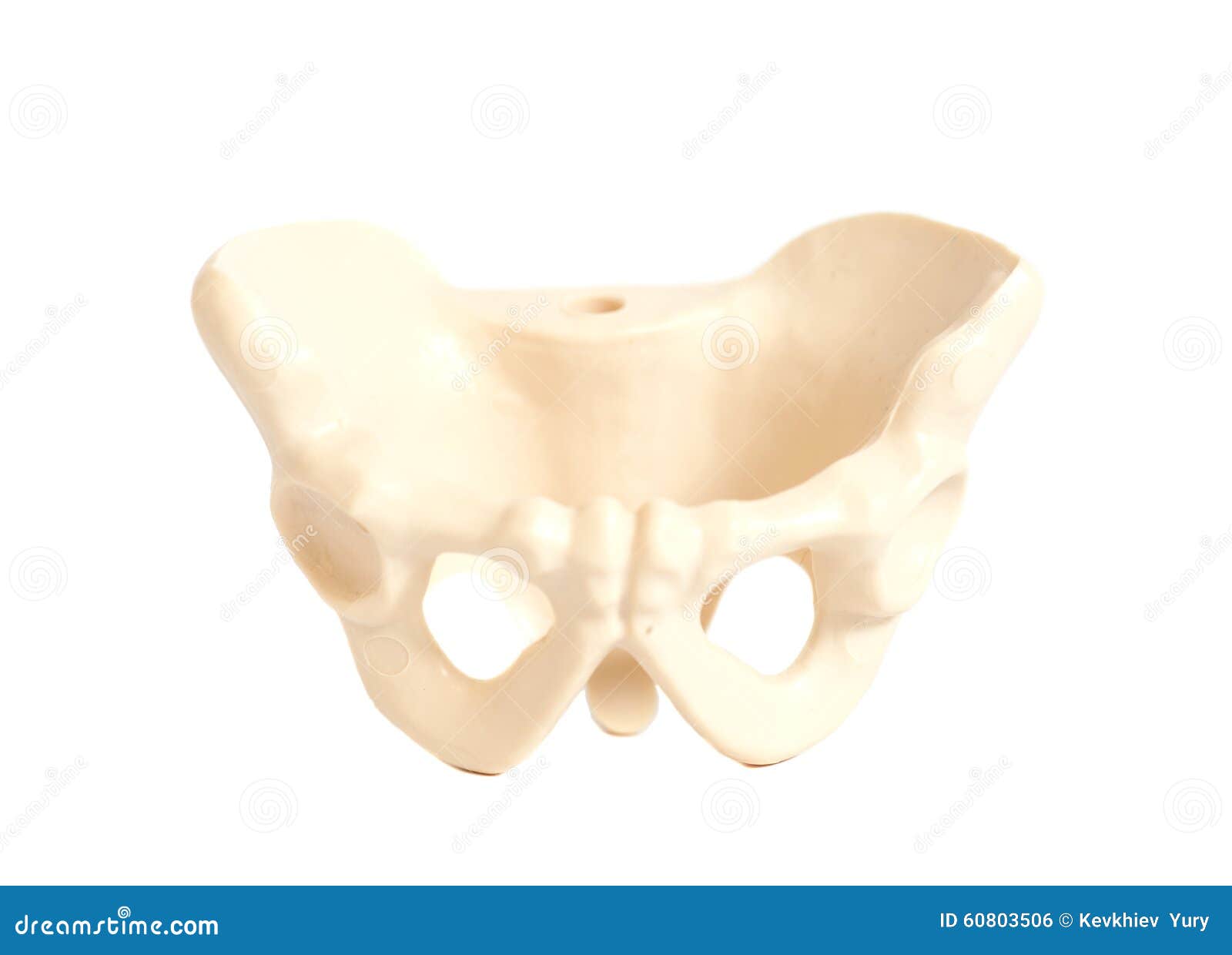 Menselijk heupbeen stock foto. Image of heup, anatomisch - 60803506