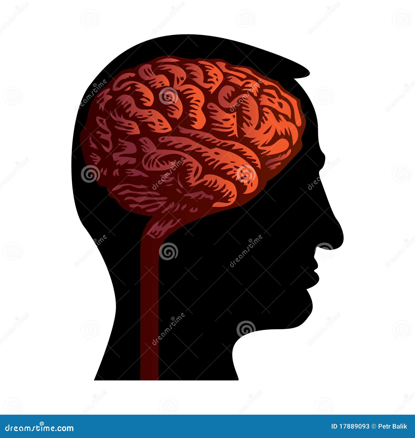 Menselijk Hoofd Met Hersenen Stock Illustratie - Illustration of hersen ...