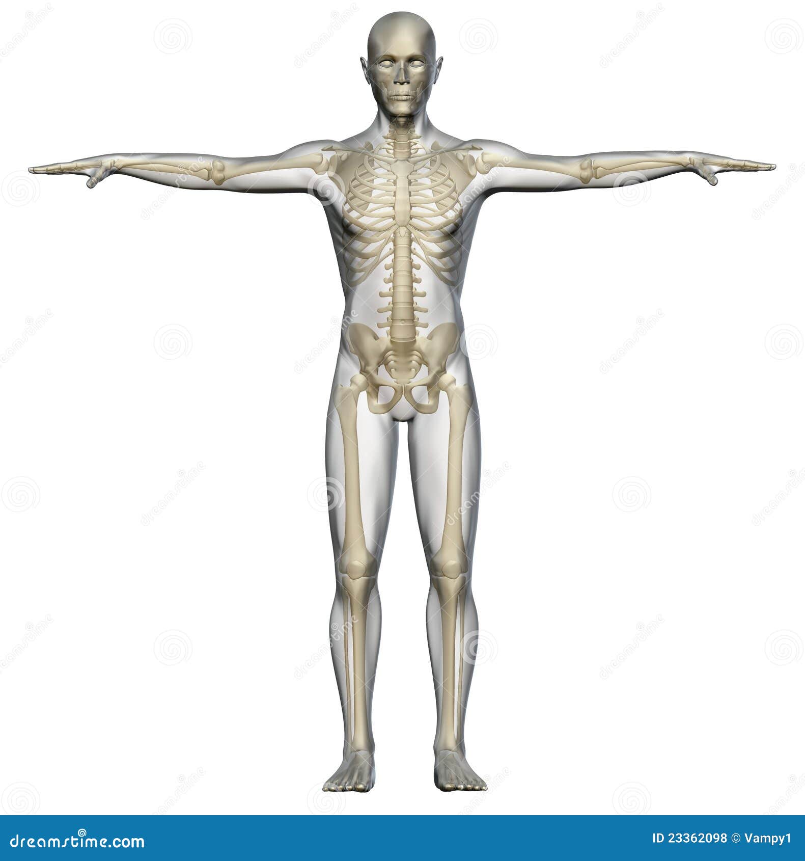 Menselijk Lichaam En Skelet Stock Illustratie - Illustration of delen ...