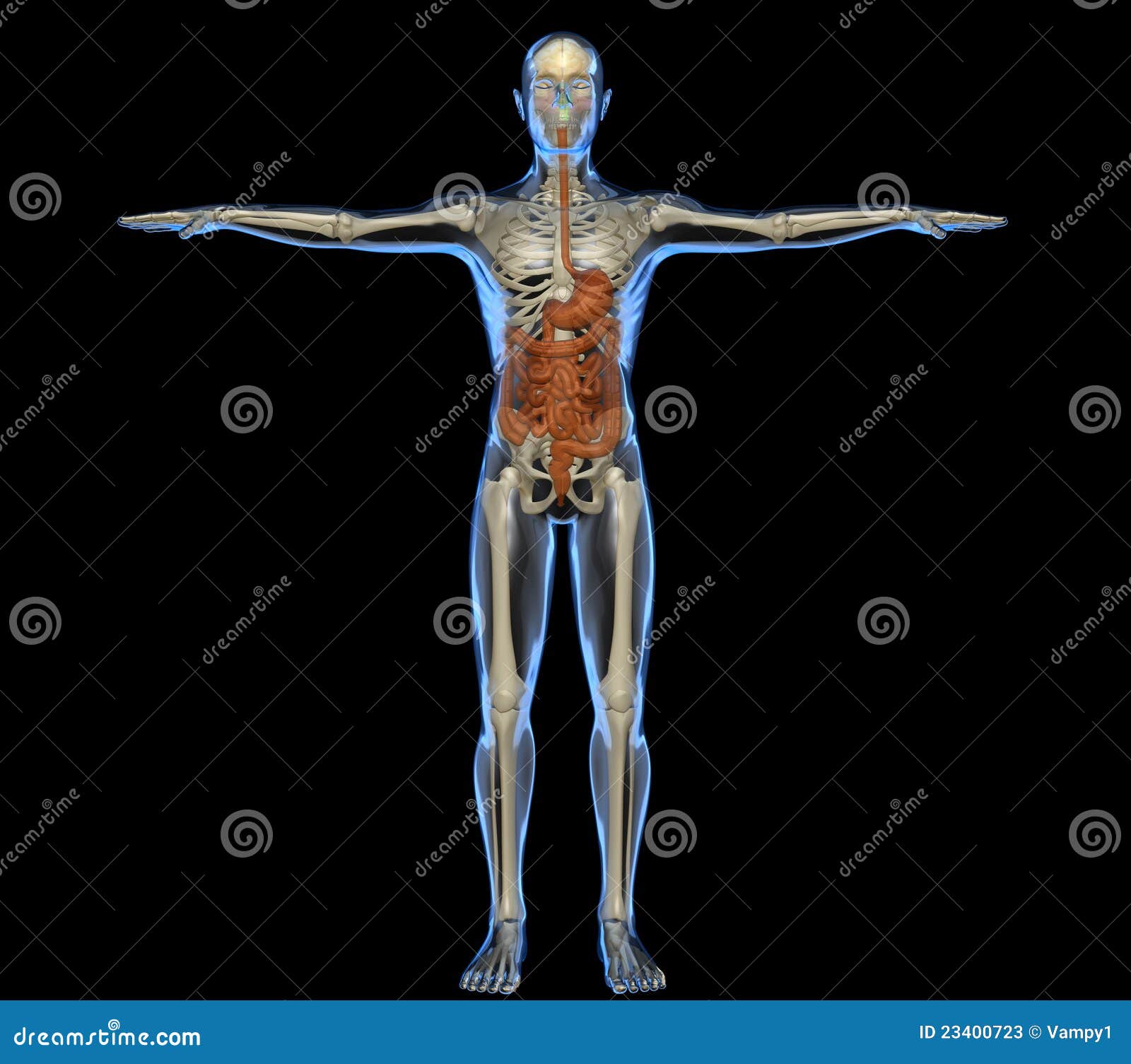 Menselijk Lichaam Met Darm En Skelet Stock Illustratie - Illustration ...
