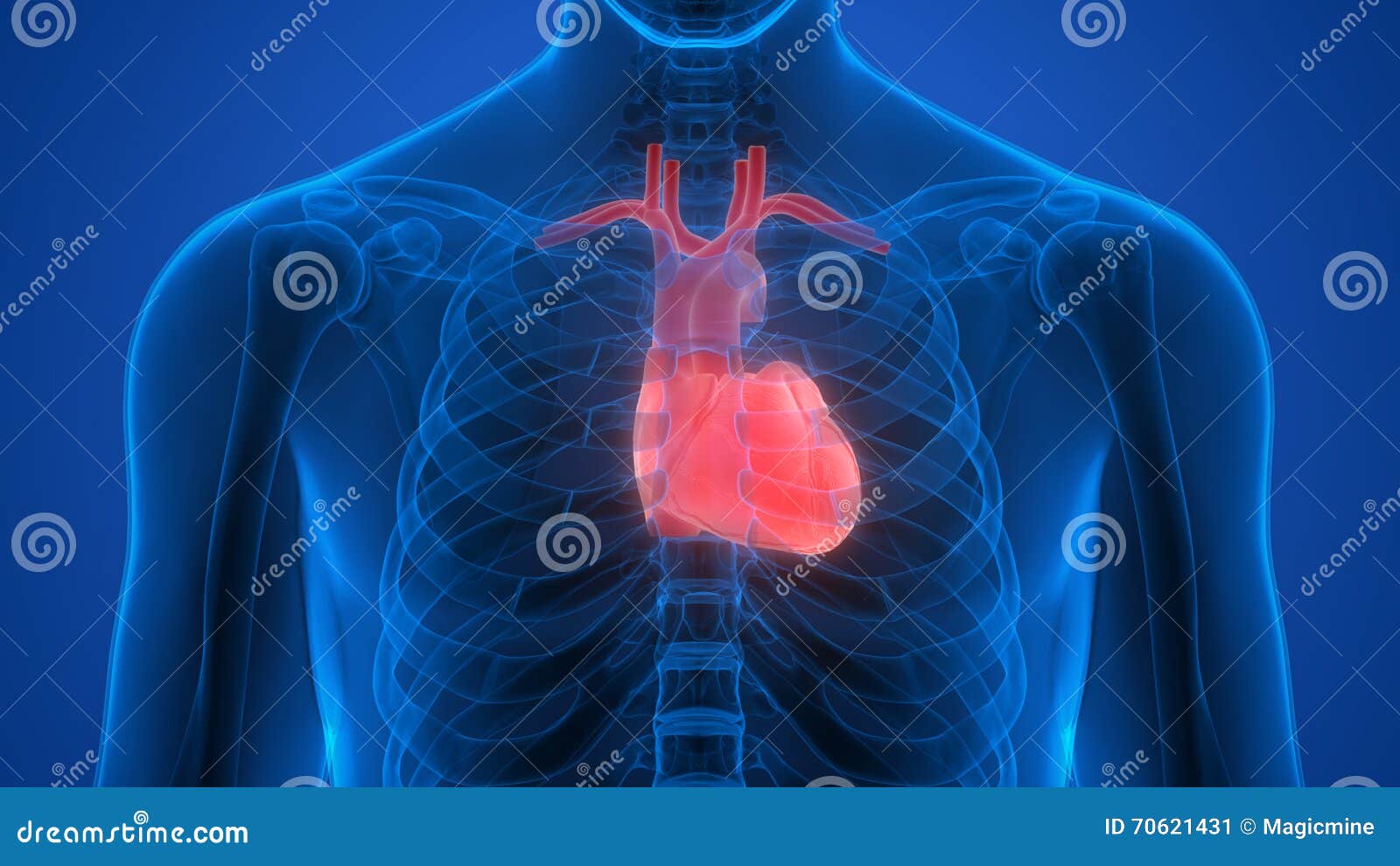 Menselijk Lichaamsorganen (Hart) Stock Illustratie - Illustration of ...