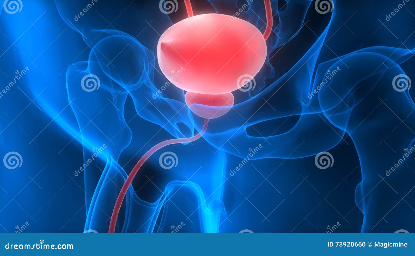 Menselijk Lichaamsorganen (Urineblaas) Stock Illustratie - Illustration ...