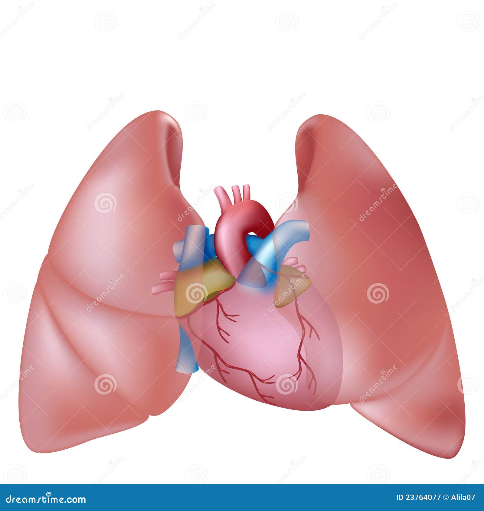 Menselijk longen en hart vector illustratie. Illustration of holte ...