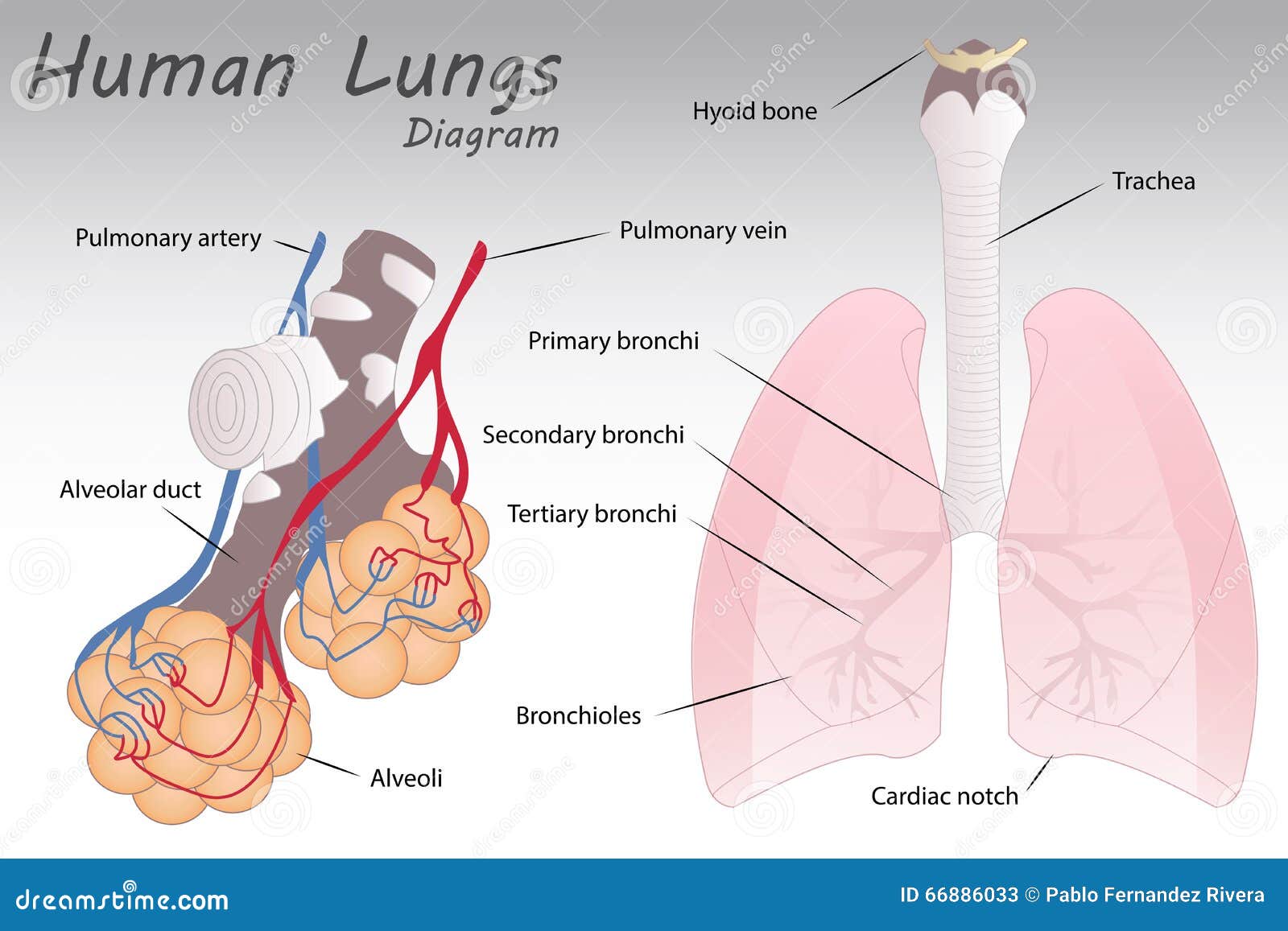 Menselijk Longendiagram vector illustratie. Illustration of lichaam ...