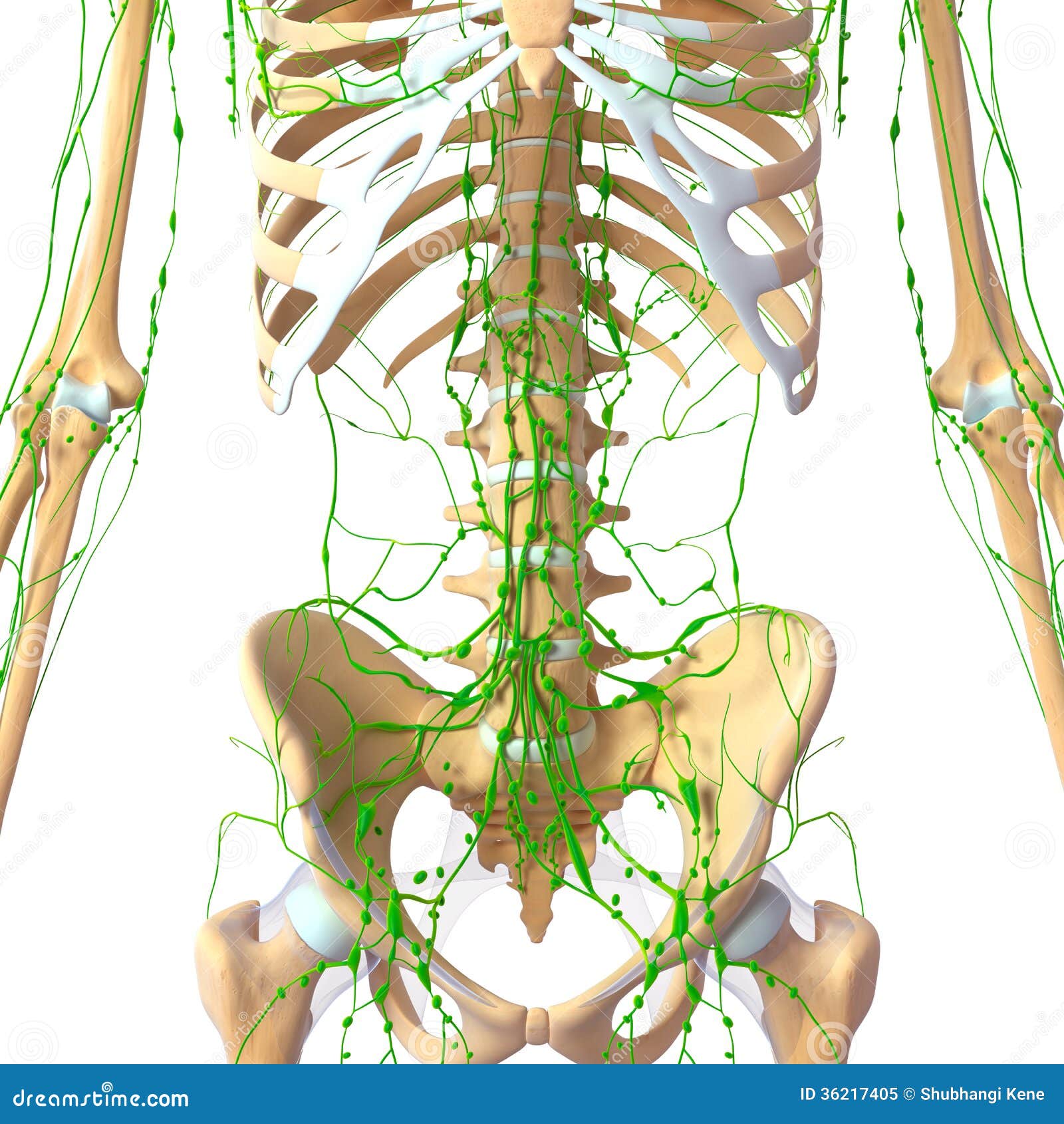 Menselijk Lymfatisch Systeem Met Skelet Stock Illustratie ...