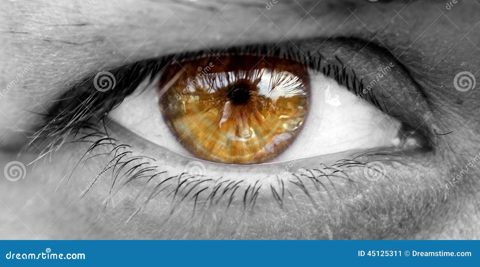 Menselijk oog stock afbeelding. Image of levensstijl - 45125311