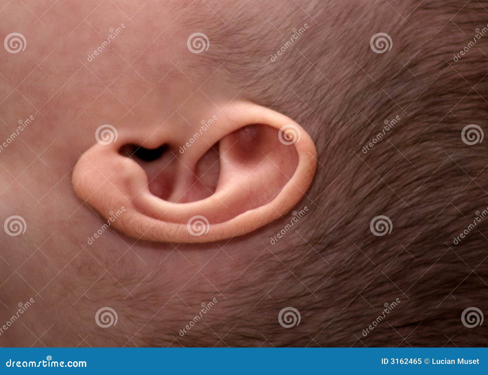 Menselijk oor stock afbeelding. Image of gezondheid, grijs - 3162465