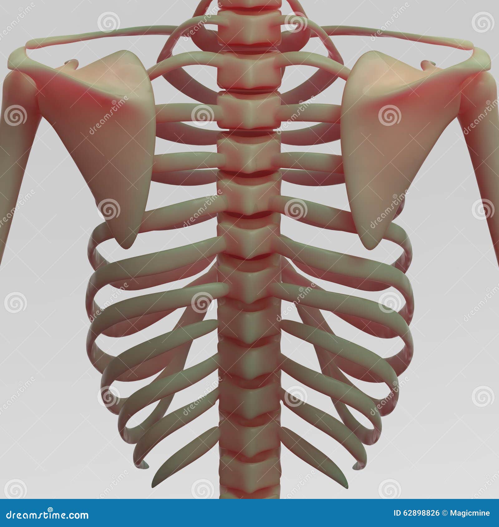 Menselijk Ribben En Sleutelbeen Stock Illustratie - Illustration of ...