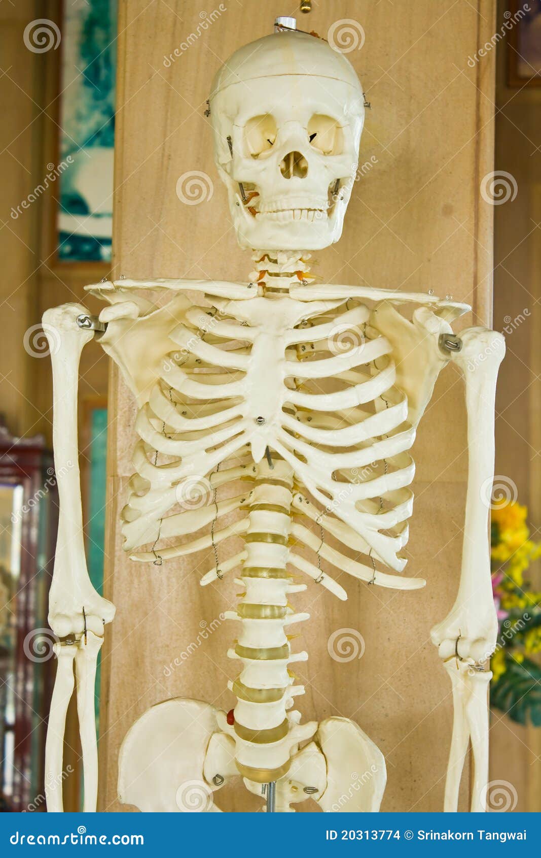 Menselijk Skelet stock foto. Image of orthopedisch, ribben - 20313774