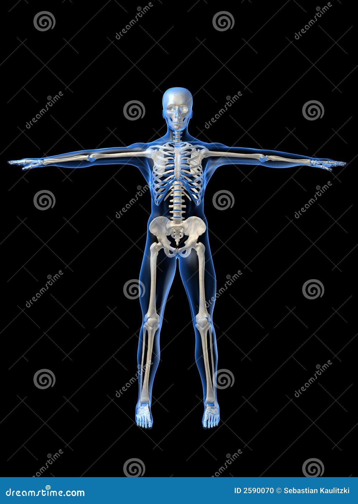 Menselijk skelet stock illustratie. Illustration of stekel - 2590070