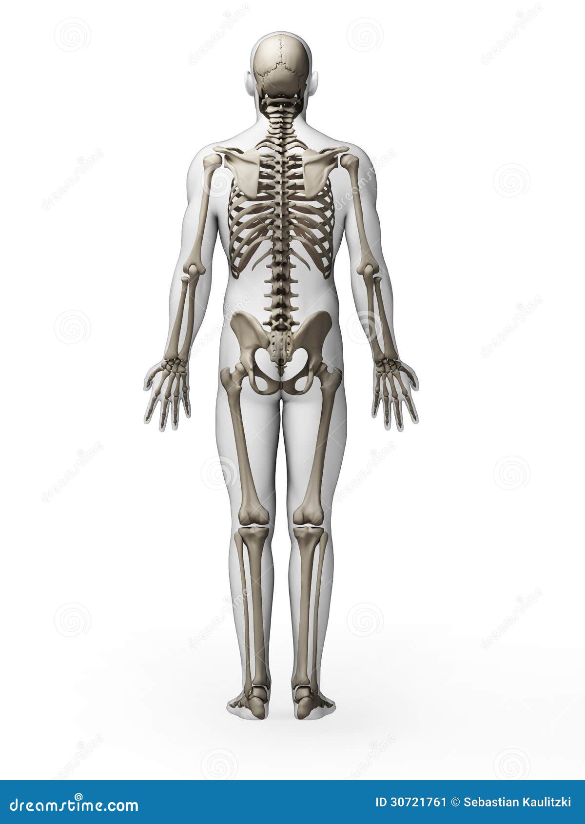 Menselijk skelet stock illustratie. Illustration of onderwijs - 30721761