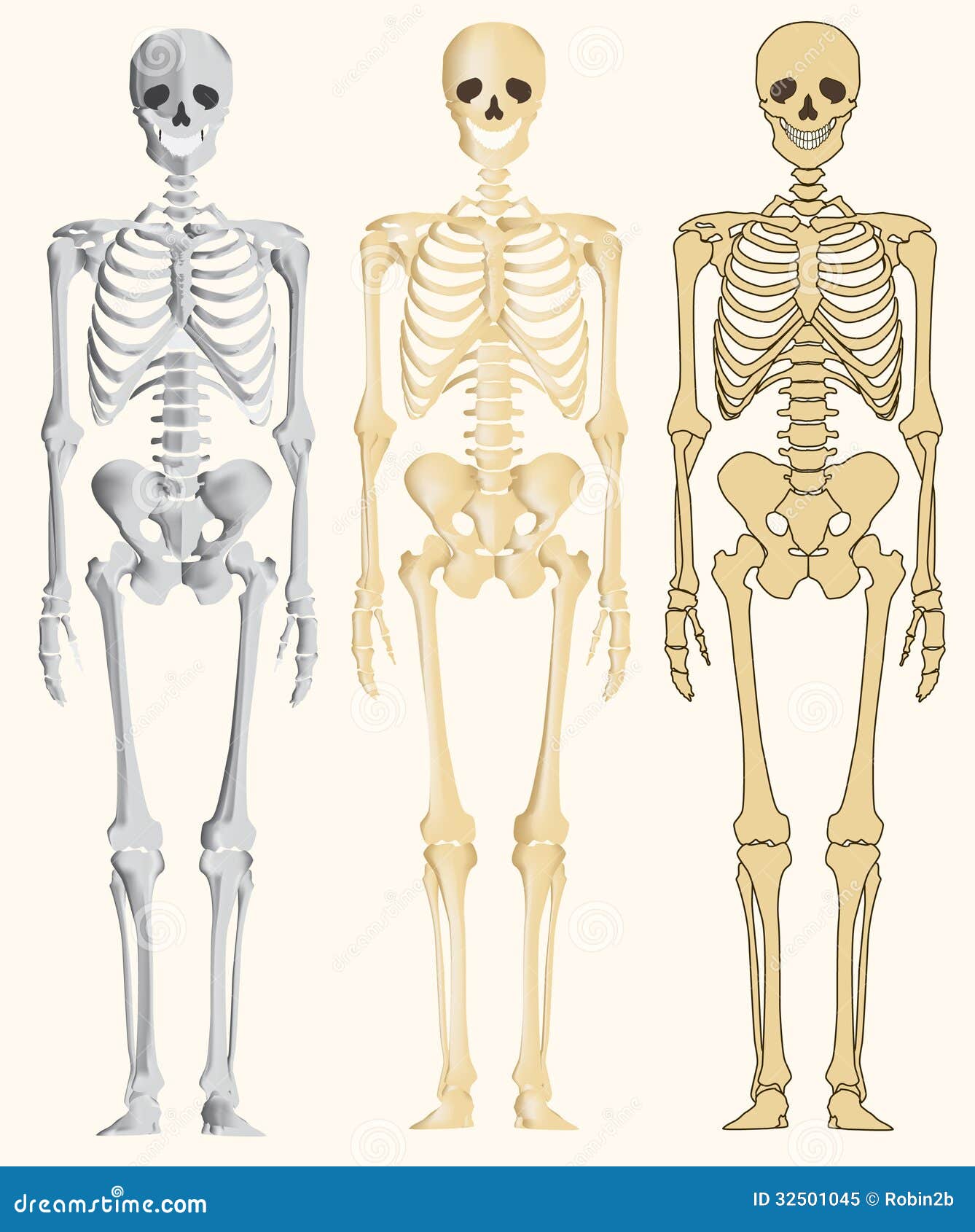 Menselijk skelet vector illustratie. Illustration of overlijdt - 32501045