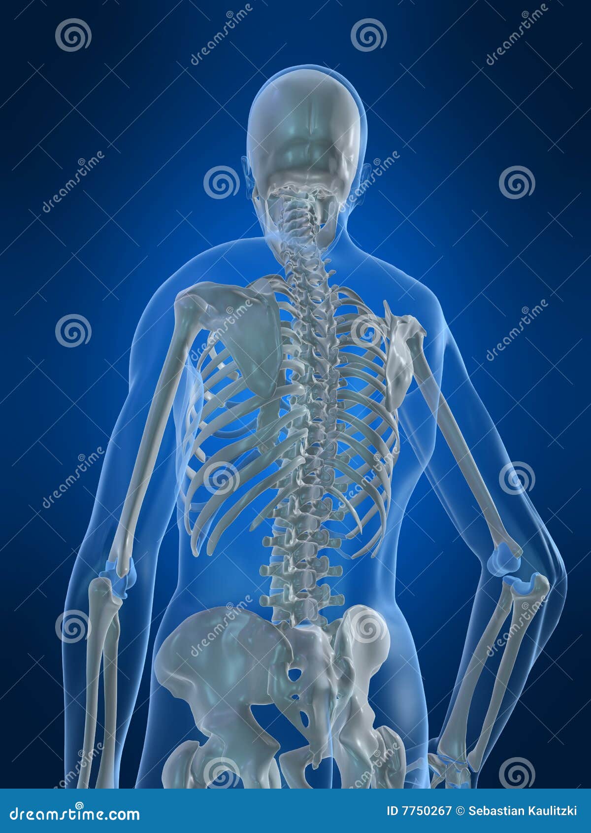 Menselijk skelet stock illustratie. Illustration of osteoporose - 7750267