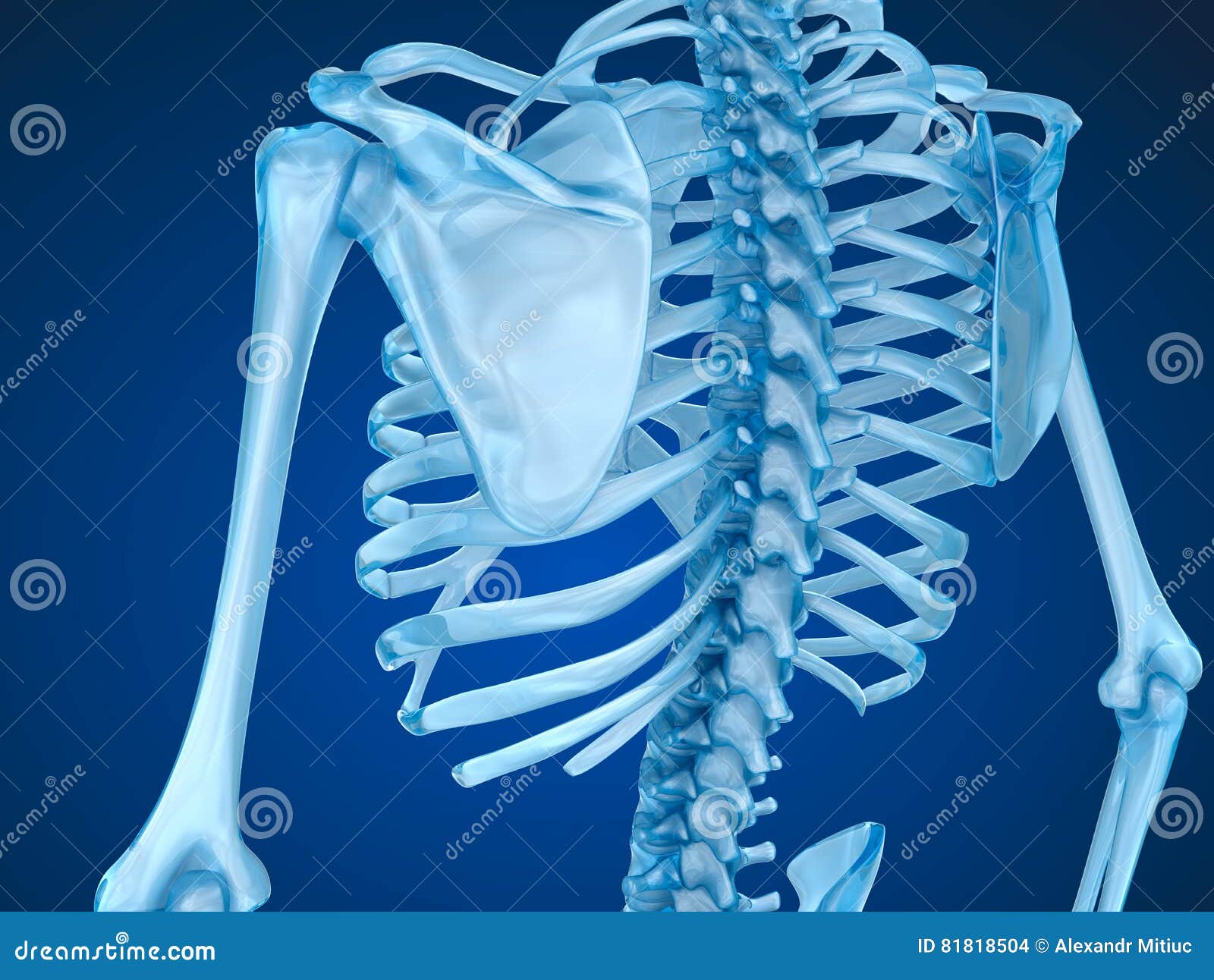 Menselijk Skelet, Stekel En Schouderblad Stock Illustratie ...