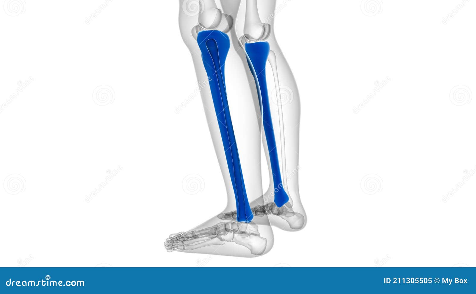 Menselijk Skeletanatomie Tibia Bone 3d Rendering Stock Illustratie ...
