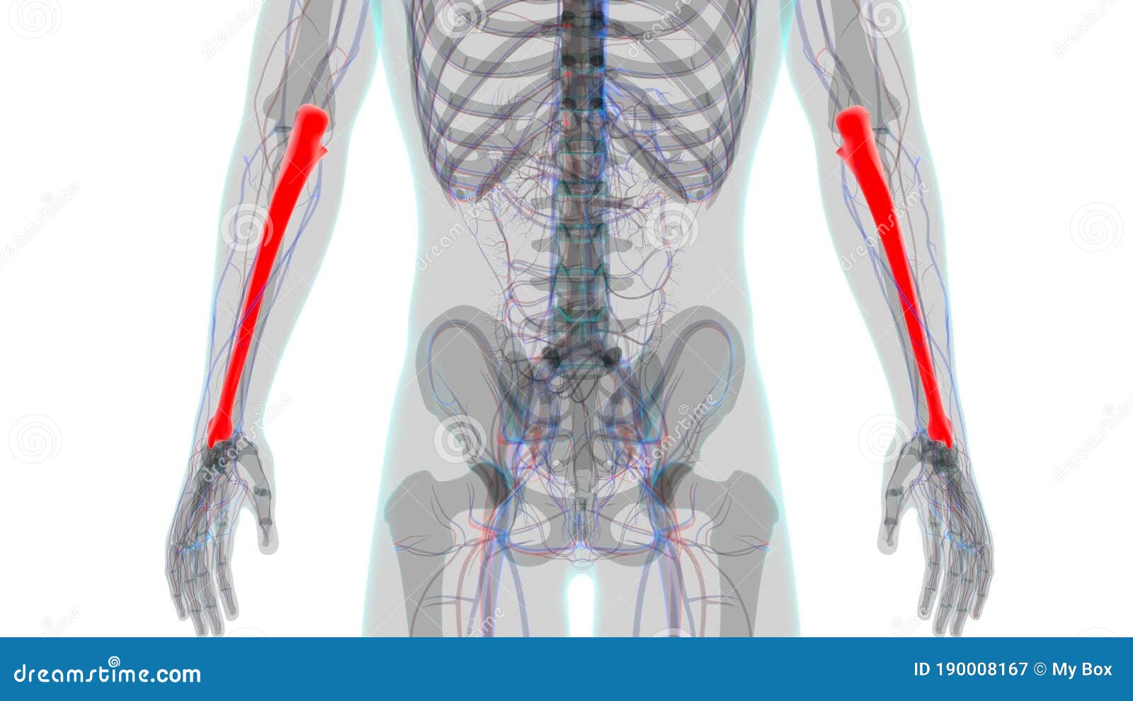 Menselijk Skeletanatomie Ulna Bot 3d Rendering Stock Illustratie ...
