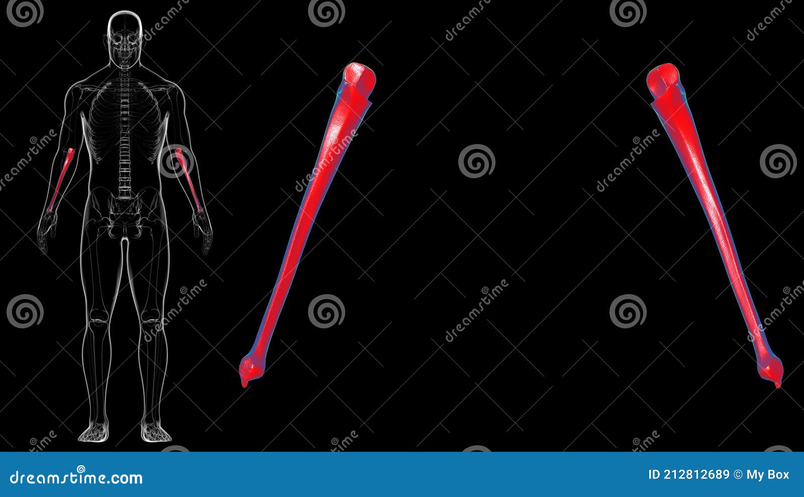 Menselijk Skeletanatomie Ulna Bot 3d Rendering Stock Illustratie ...