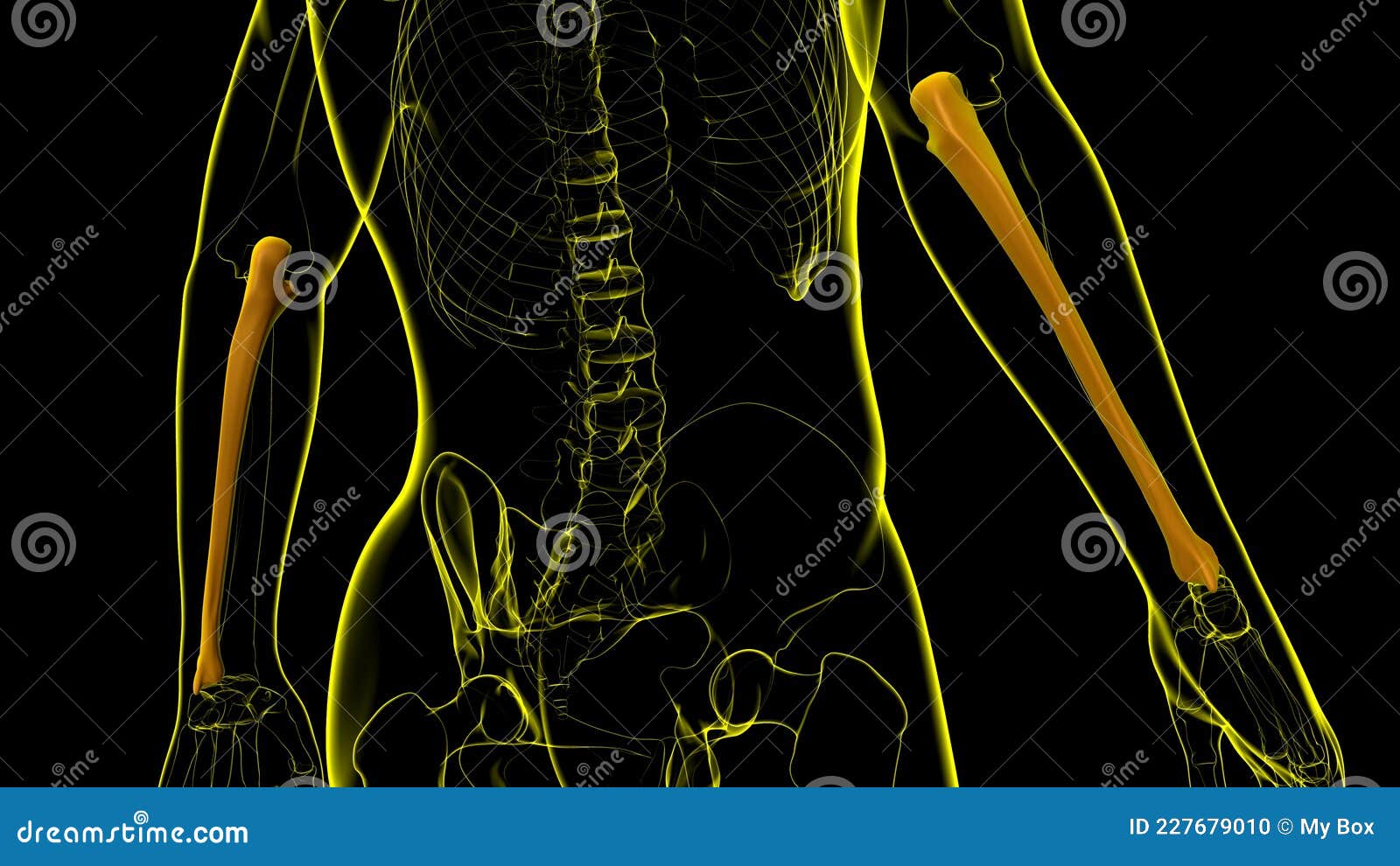 Menselijk Skeletanatomie Ulna Bot 3d Rendering Stock Illustratie ...