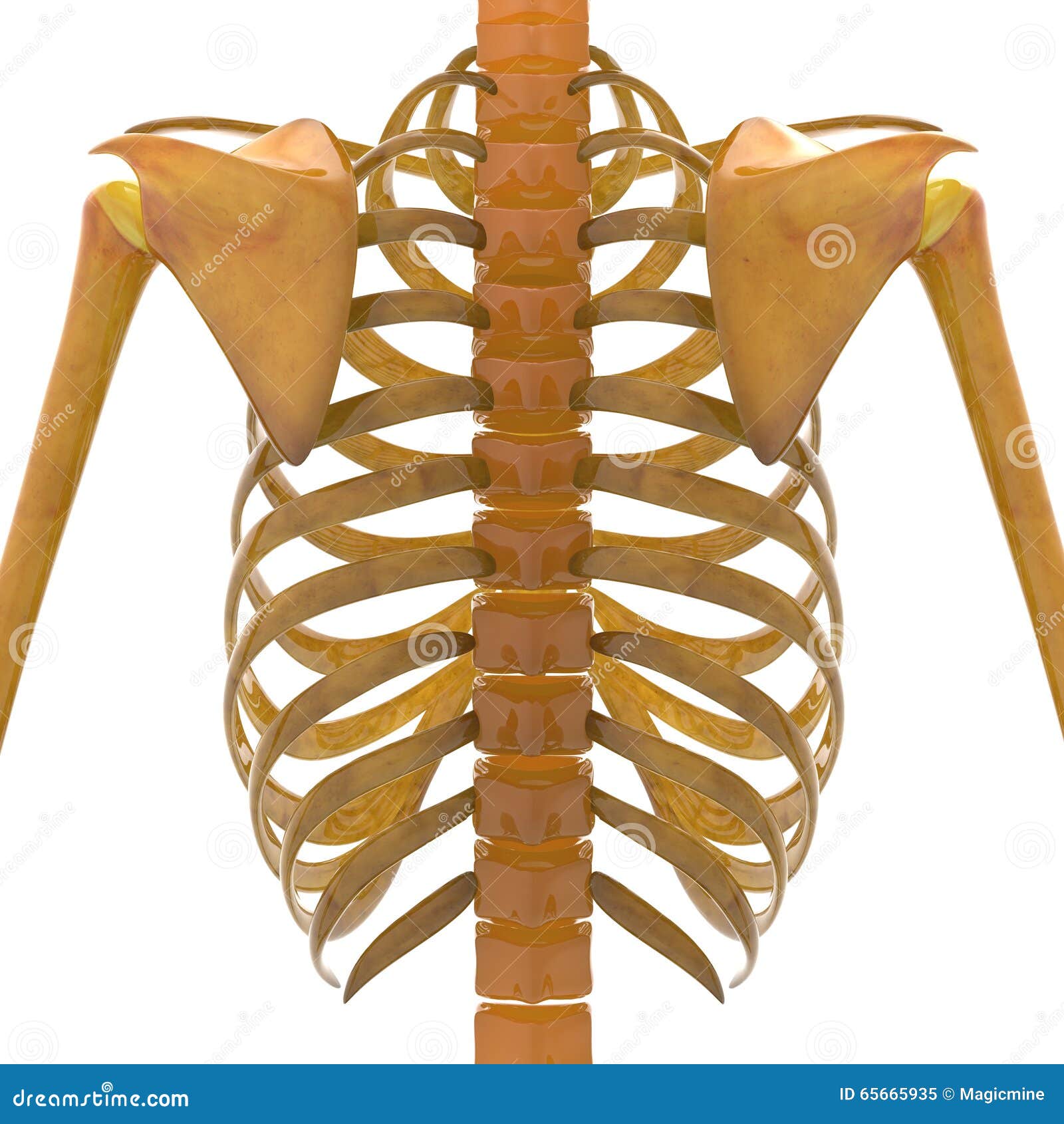 Menselijk Skeletschouderblad Met Ribben Stock Illustratie ...