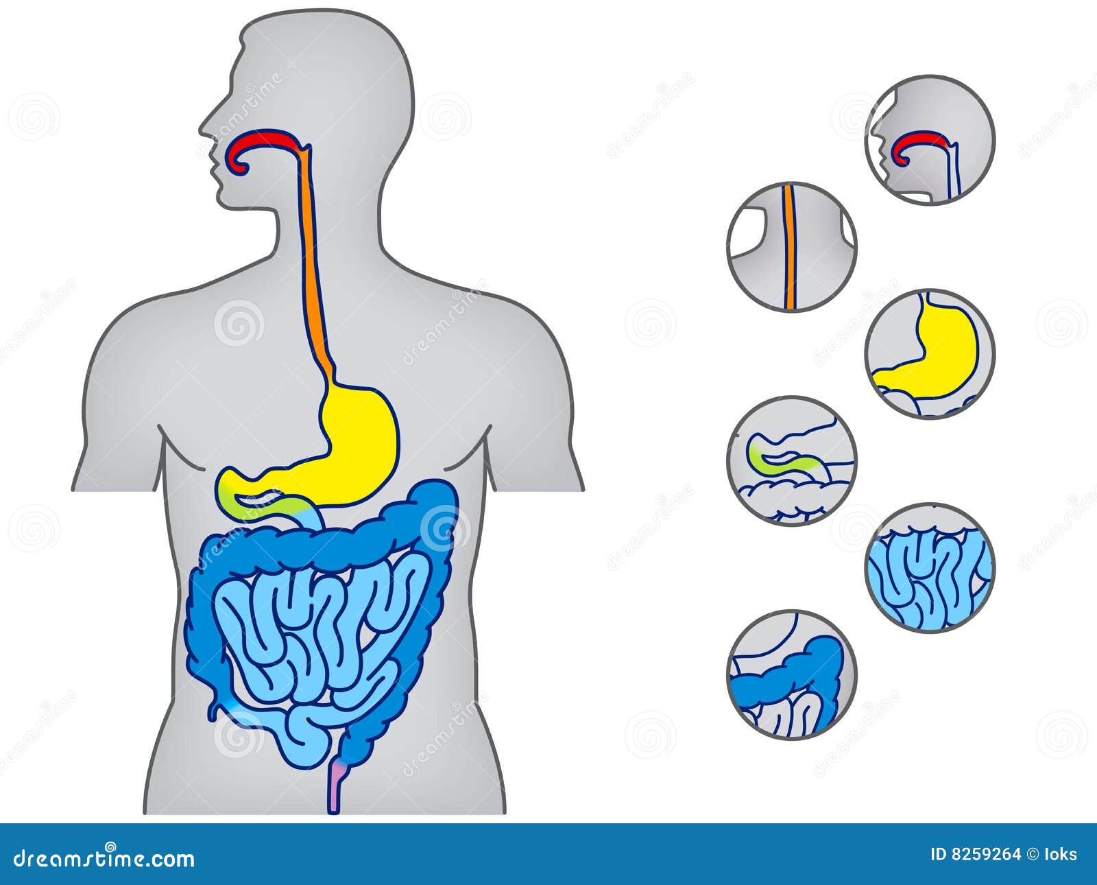 Menselijk Spijsverteringsstelsel Stock Illustratie - Illustration of ...
