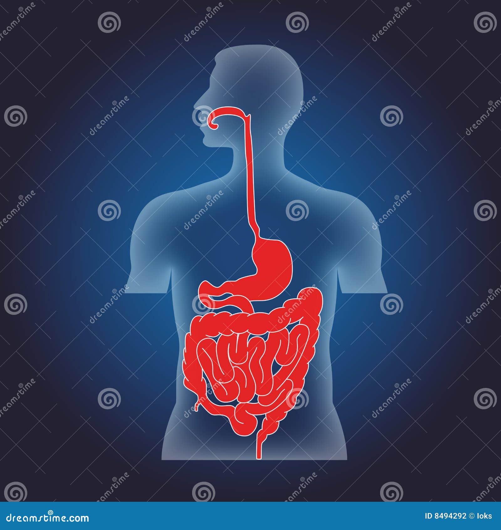 Menselijk Spijsverteringsstelsel Vector Illustratie - Illustration of ...