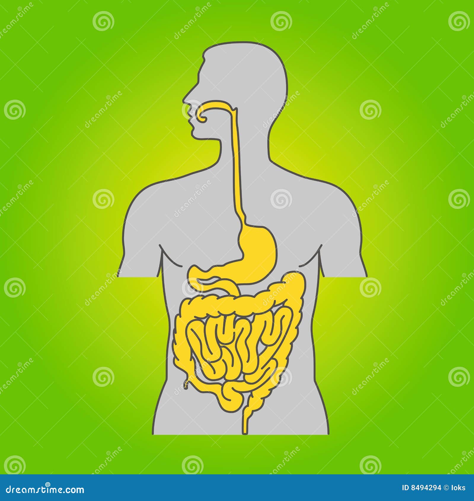 Menselijk Spijsverteringsstelsel Vector Illustratie - Illustration of ...