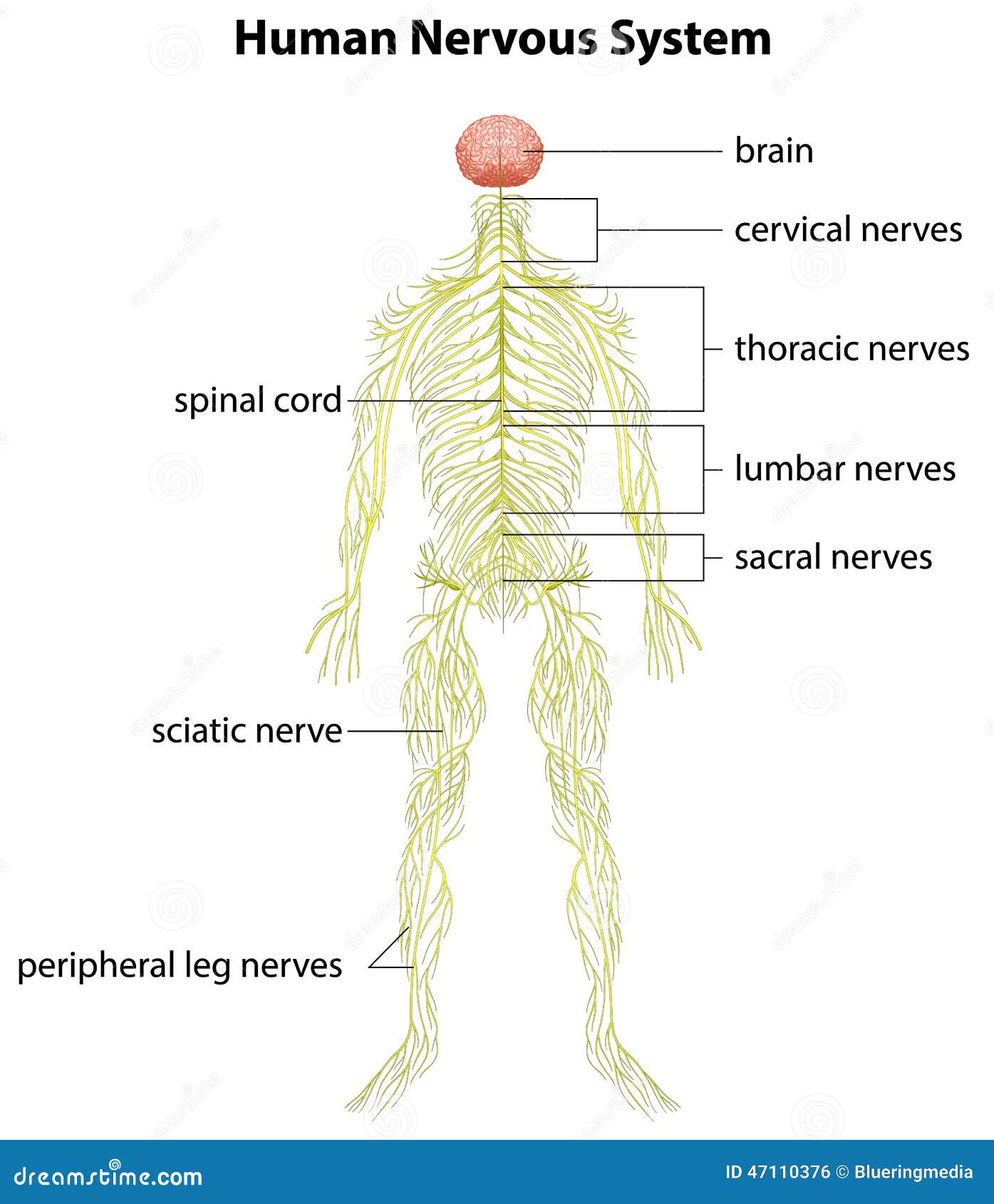 Menselijk Zenuwstelsel vector illustratie. Illustration of neuron ...